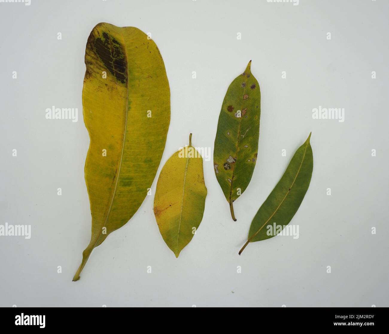 Photographs of leaf shapes and patterns Stock Photo - Alamy