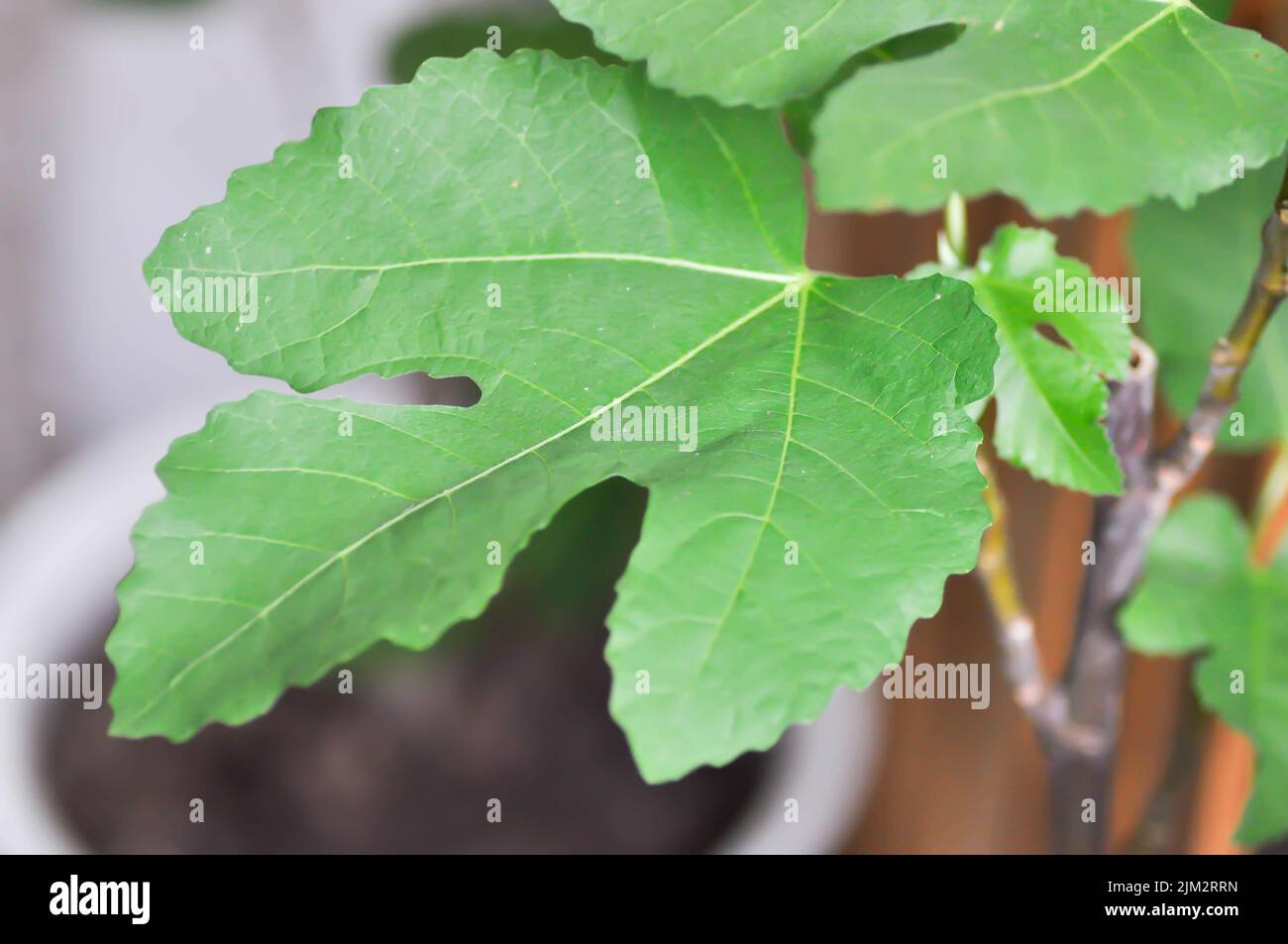 Ficus carica, fig or common fig plant or fig leaf or fig plant Stock ...