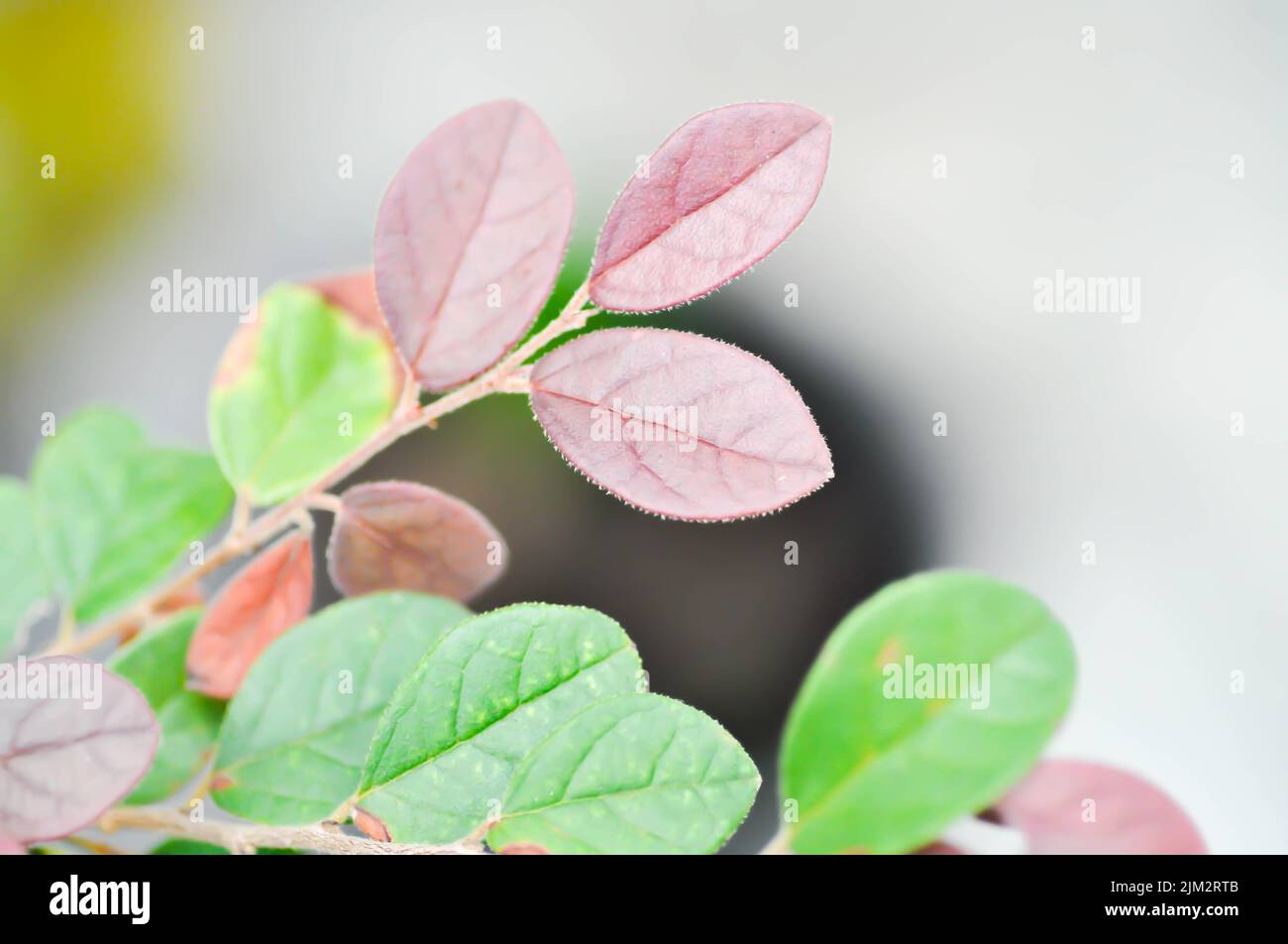 Chinese Fringe Flower, Loropetalum chinense or Loropetalum and rain ...