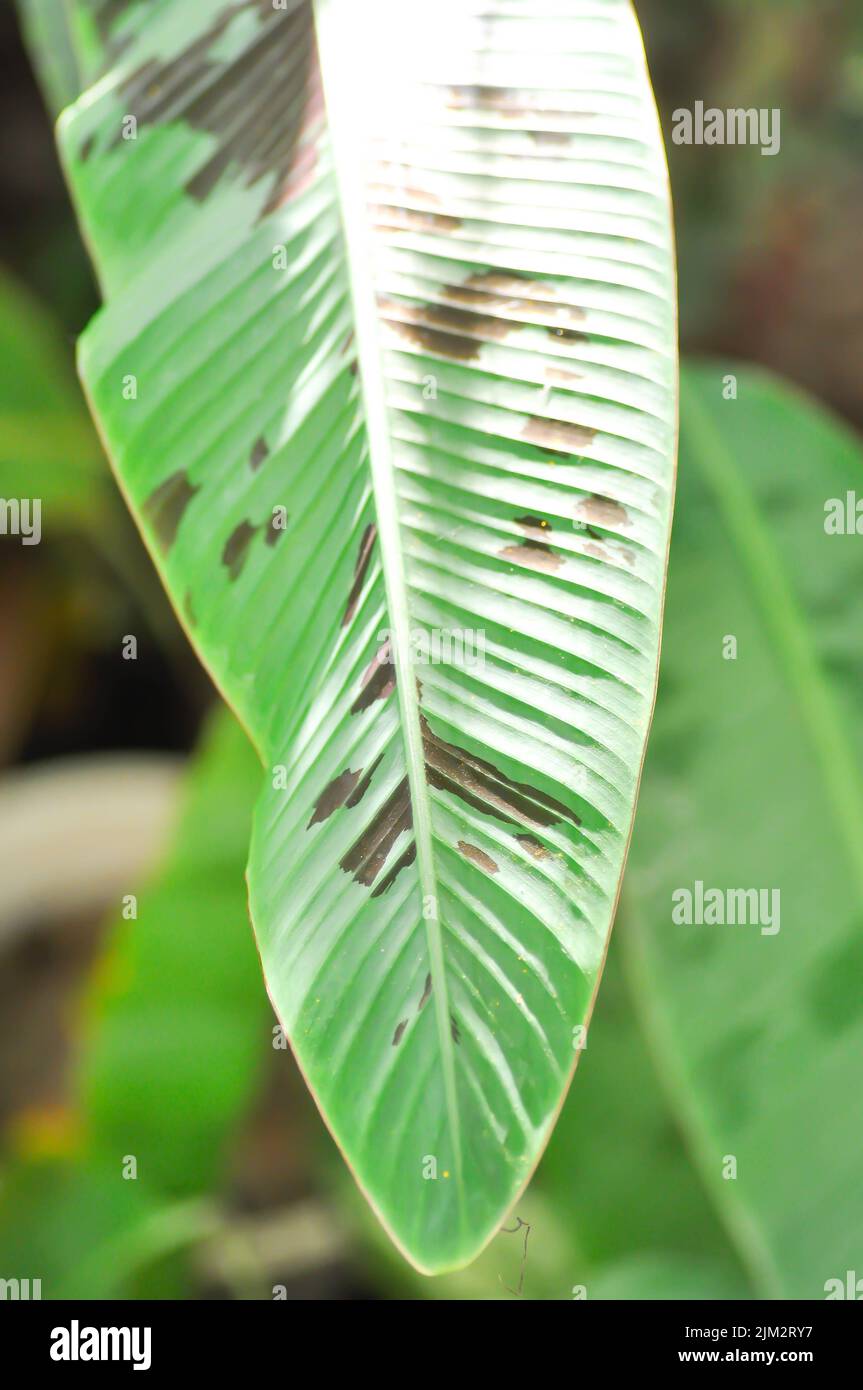 banana plant, blood banana or Musa acuminata or Musa balbisiana or ...