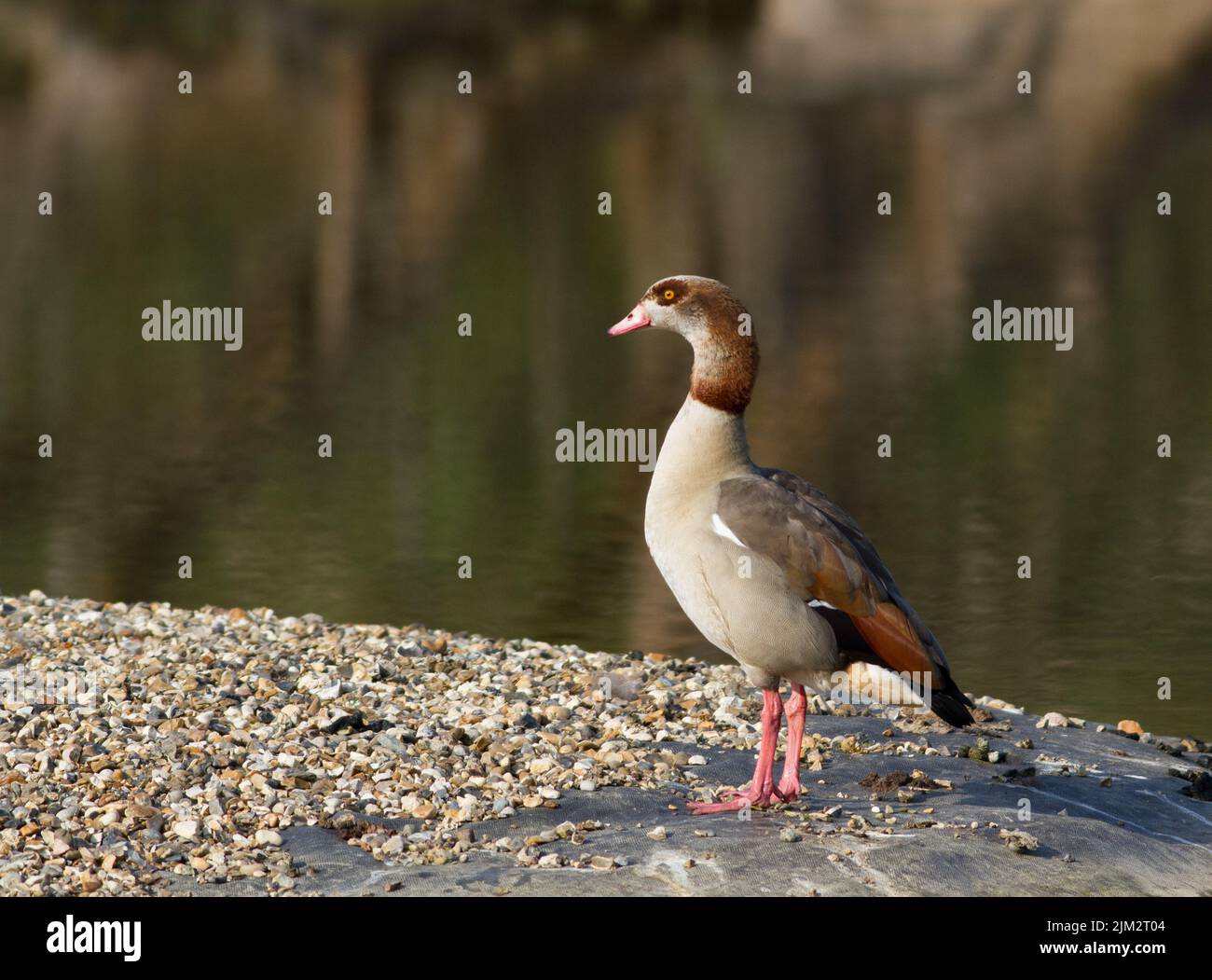 Non native goose species in the uk hi-res stock photography and images ...