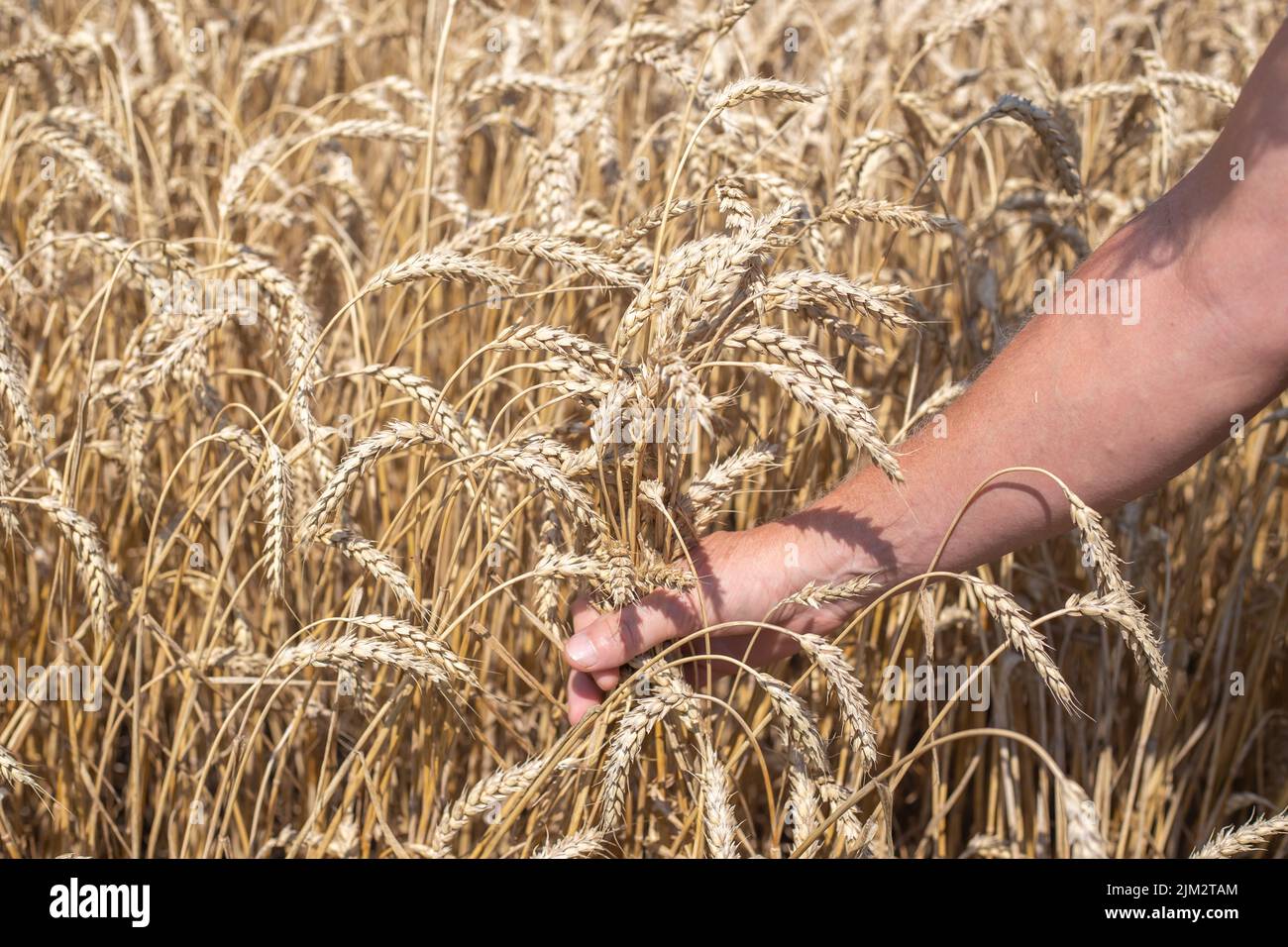Farmer in the field grows wheat, inspection and study of the crop ...