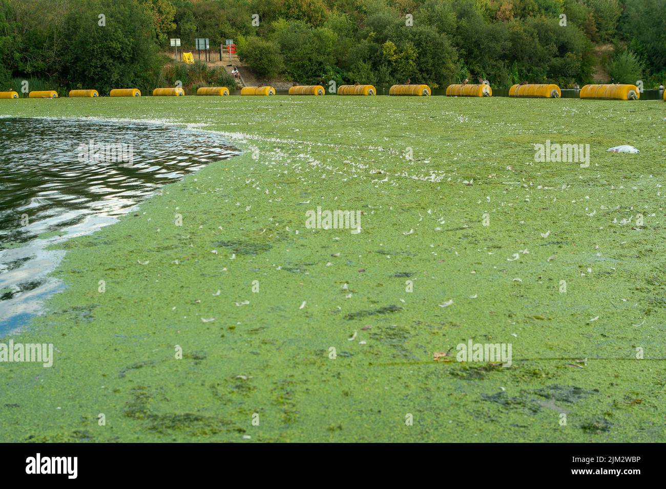 Slough, Berkshire, UK. 4th August, 2022. Algae and weed is forming on ...