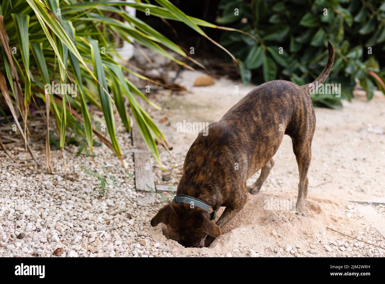 Dog digging in garden hi-res stock photography and images - Alamy