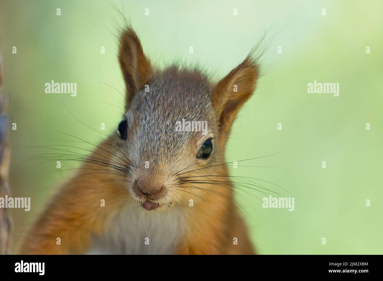 Red squirrel head hi-res stock photography and images - Alamy