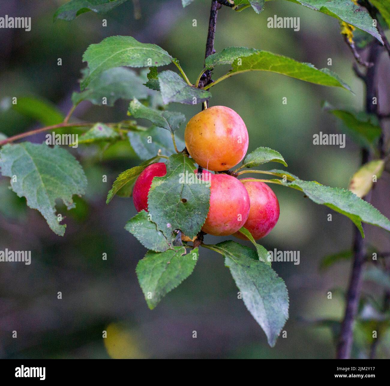 organic plum fruits grow on the branches of a fruit tree in the garden ...