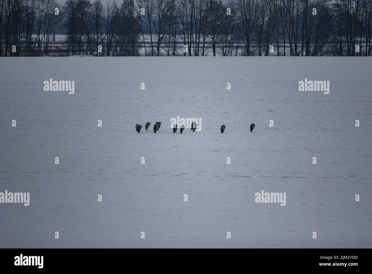 Winter with lots of snow in Bavaria is beautiful again every year Stock ...
