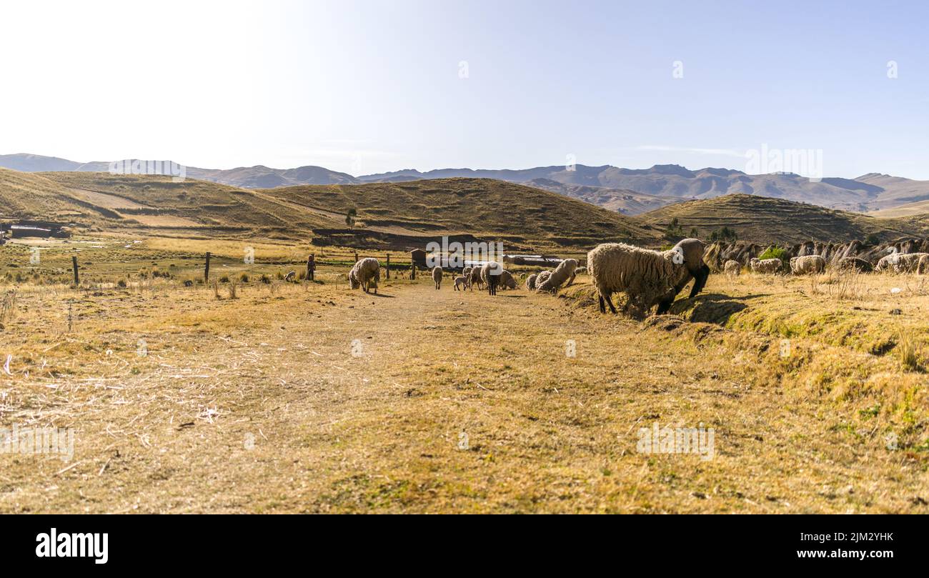 animals with yellow grass with distant mountains and blue sky in ...