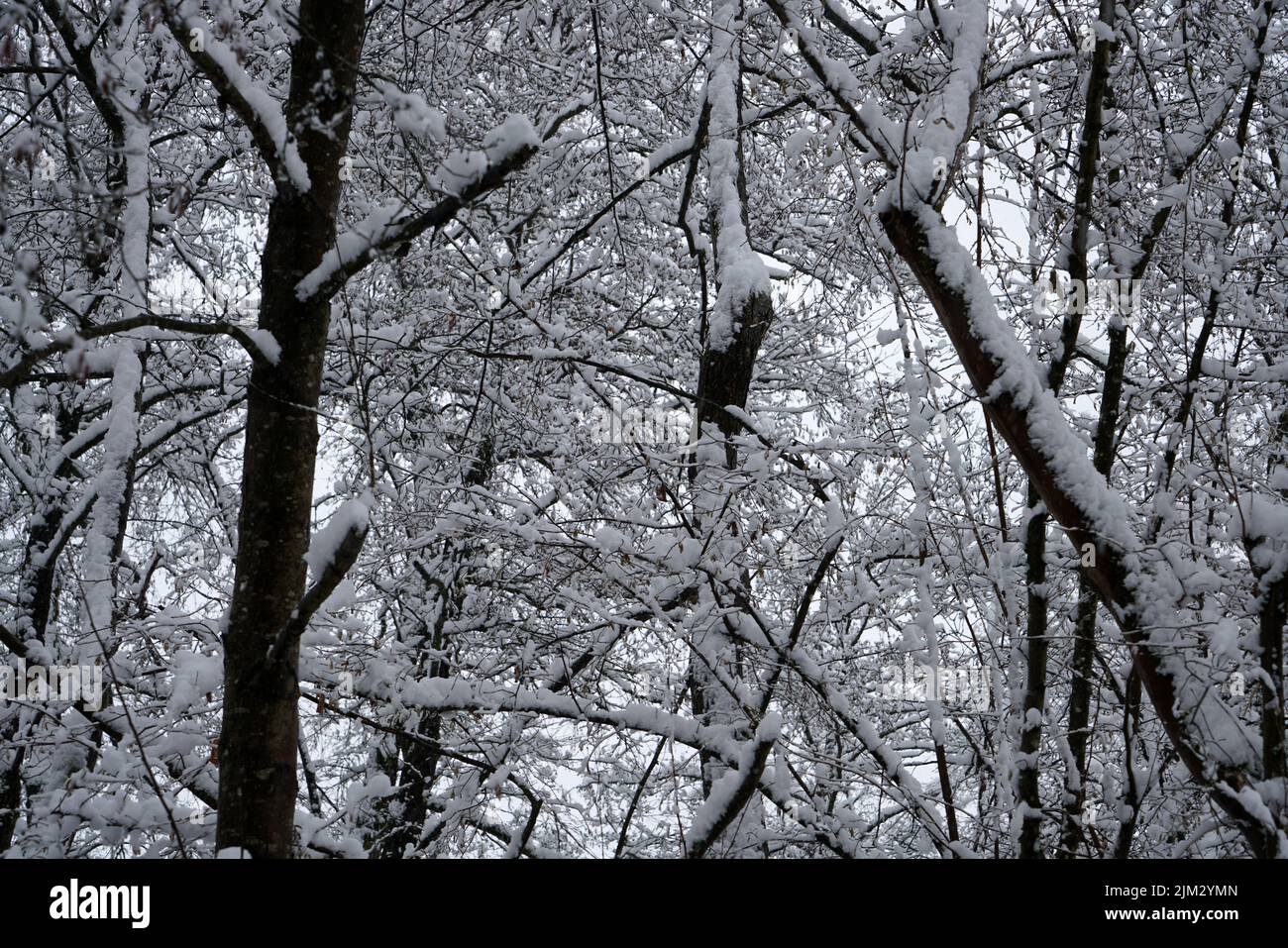 Winter with lots of snow in Bavaria is beautiful again every year Stock ...