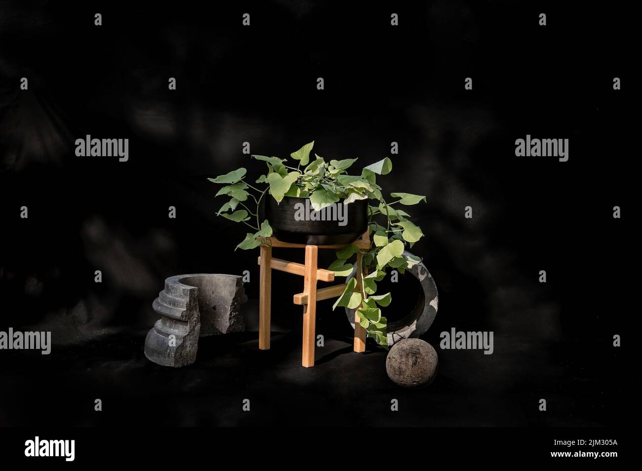 Designer planter on stone with black background Stock Photo - Alamy
