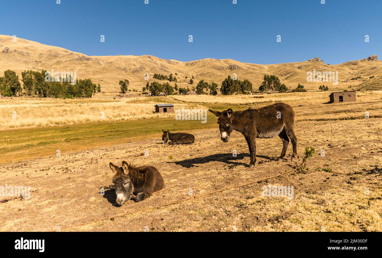 animals with yellow grass with distant mountains and blue sky in ...