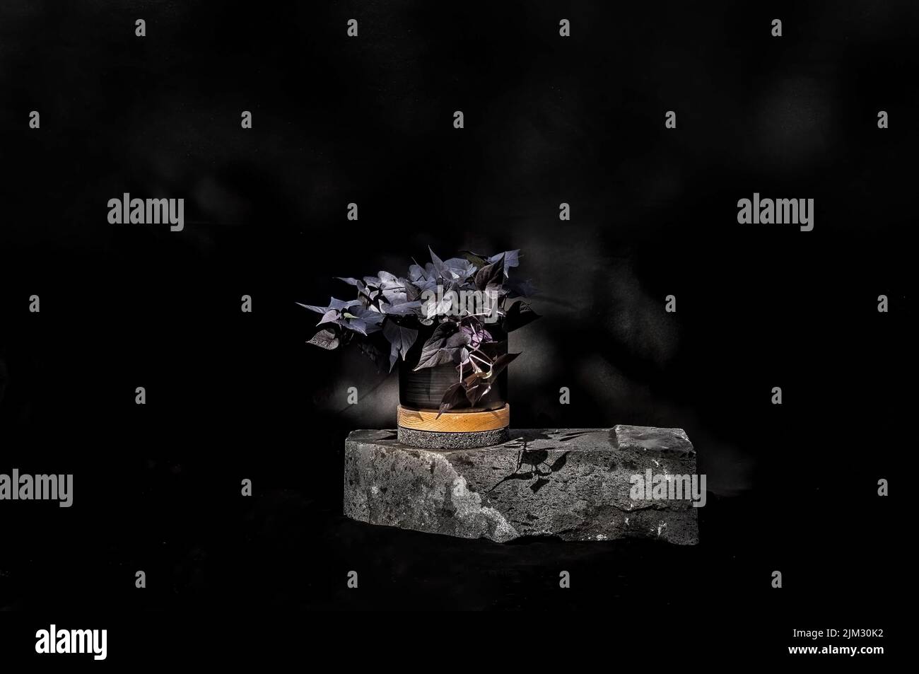 Designer planter on stone with black background Stock Photo - Alamy