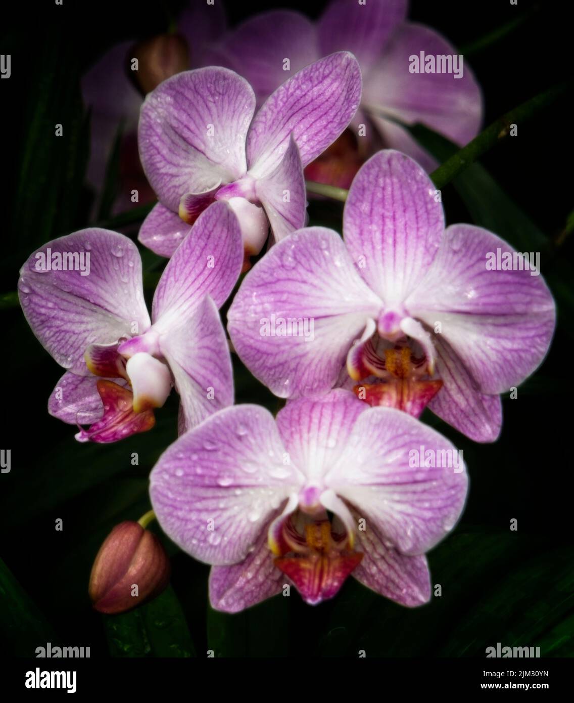 Small branch violet orchids hi-res stock photography and images - Alamy