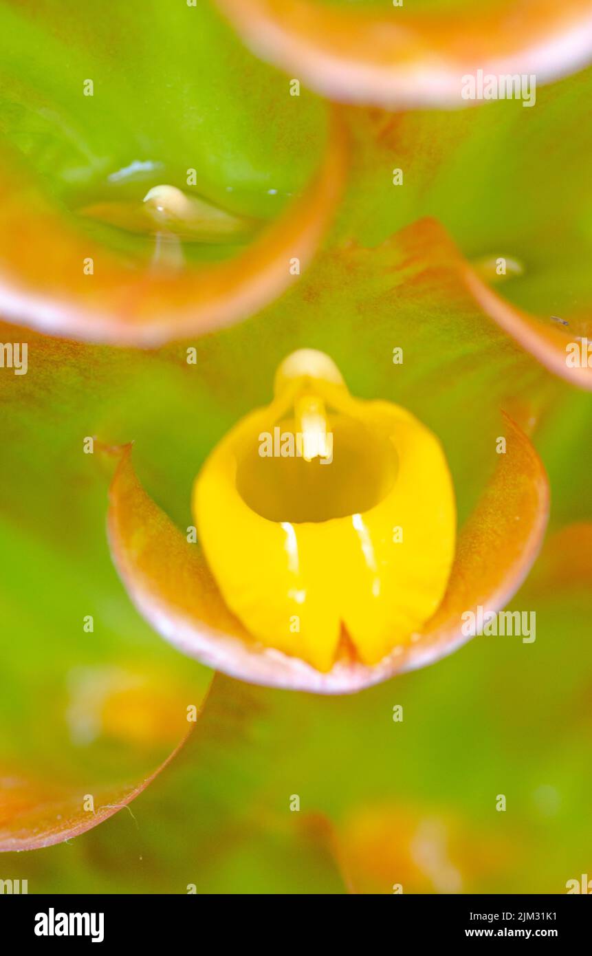 Curcuma plant hi-res stock photography and images - Alamy