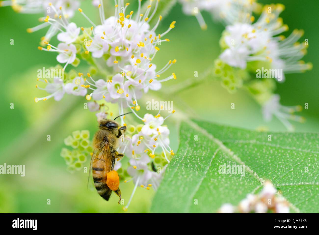 A honey bee collecting pollen from small white flowers and adding it to ...