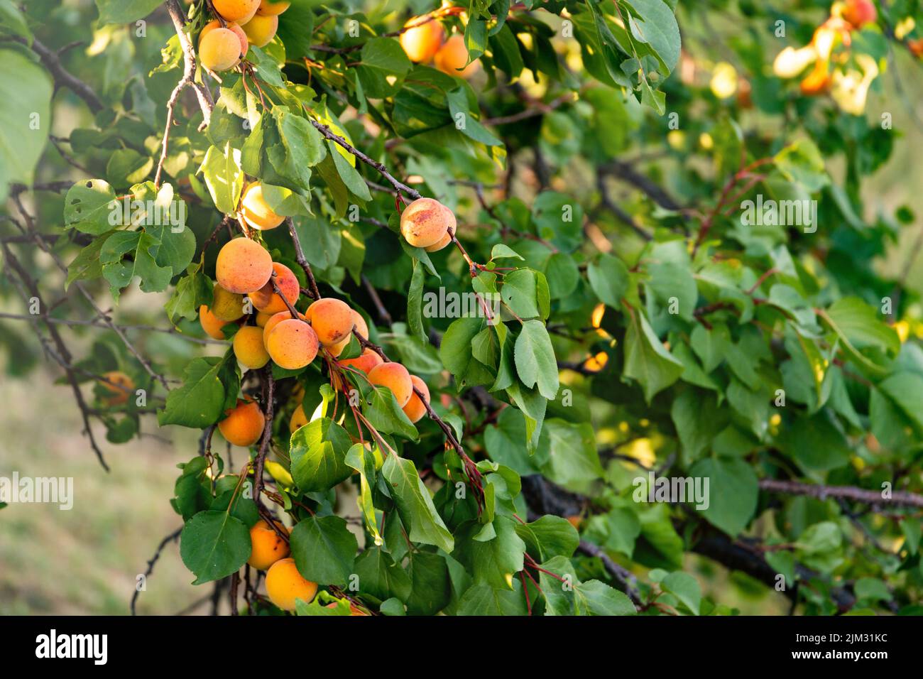 Apricot tree fruit hi-res stock photography and images - Alamy
