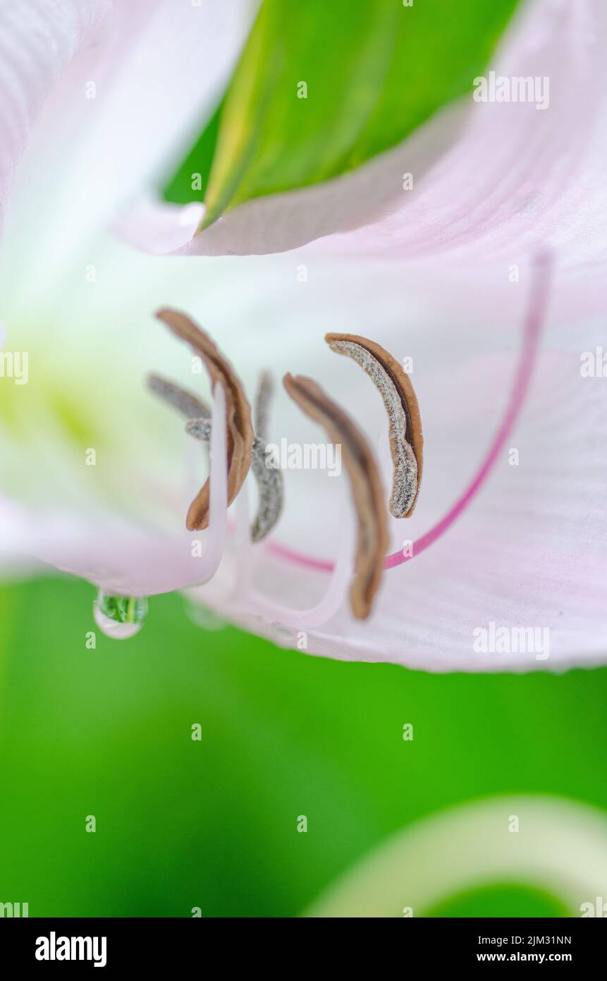 Pollen and stamen hi-res stock photography and images - Alamy