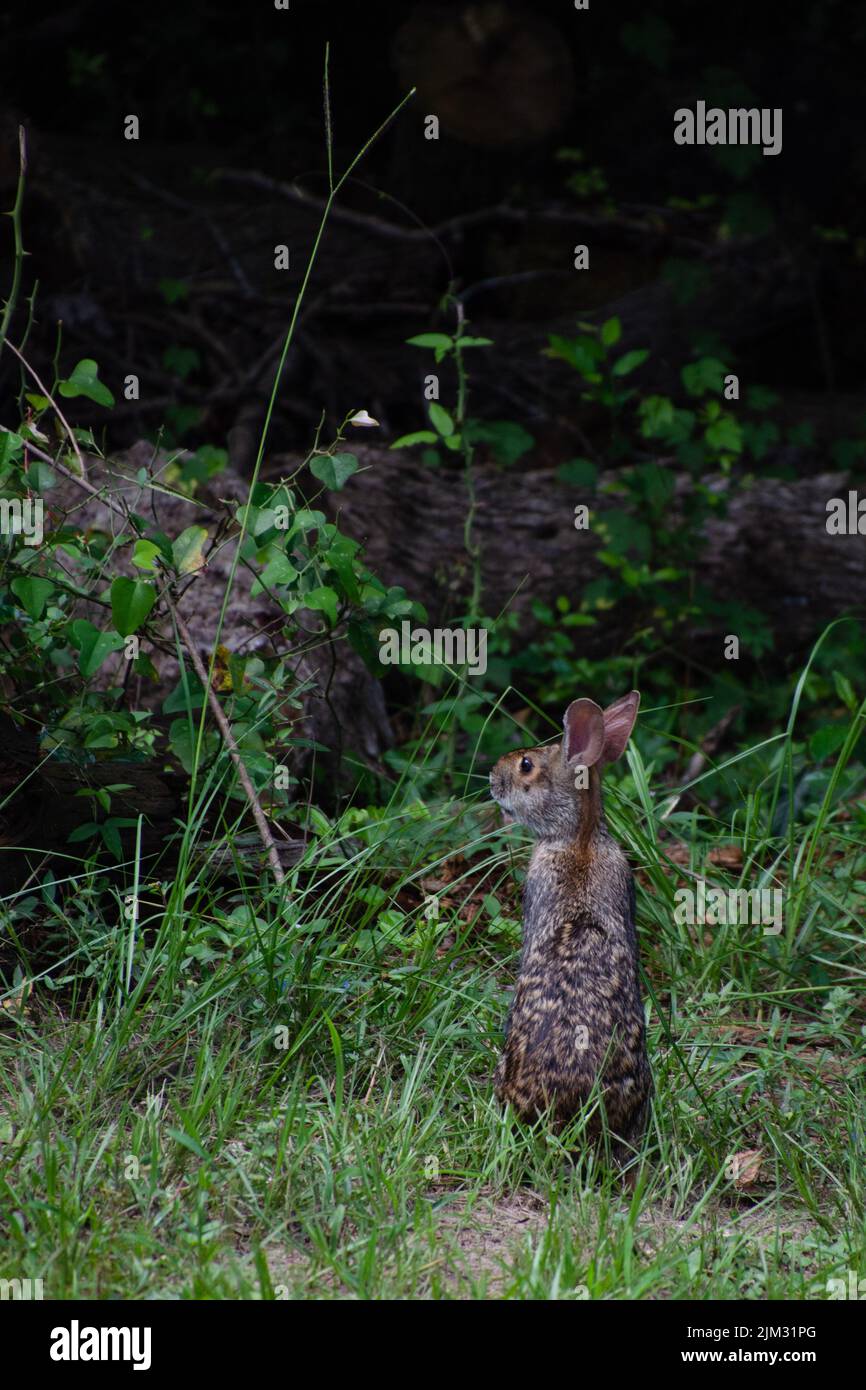 Rabbit forest hi-res stock photography and images - Alamy