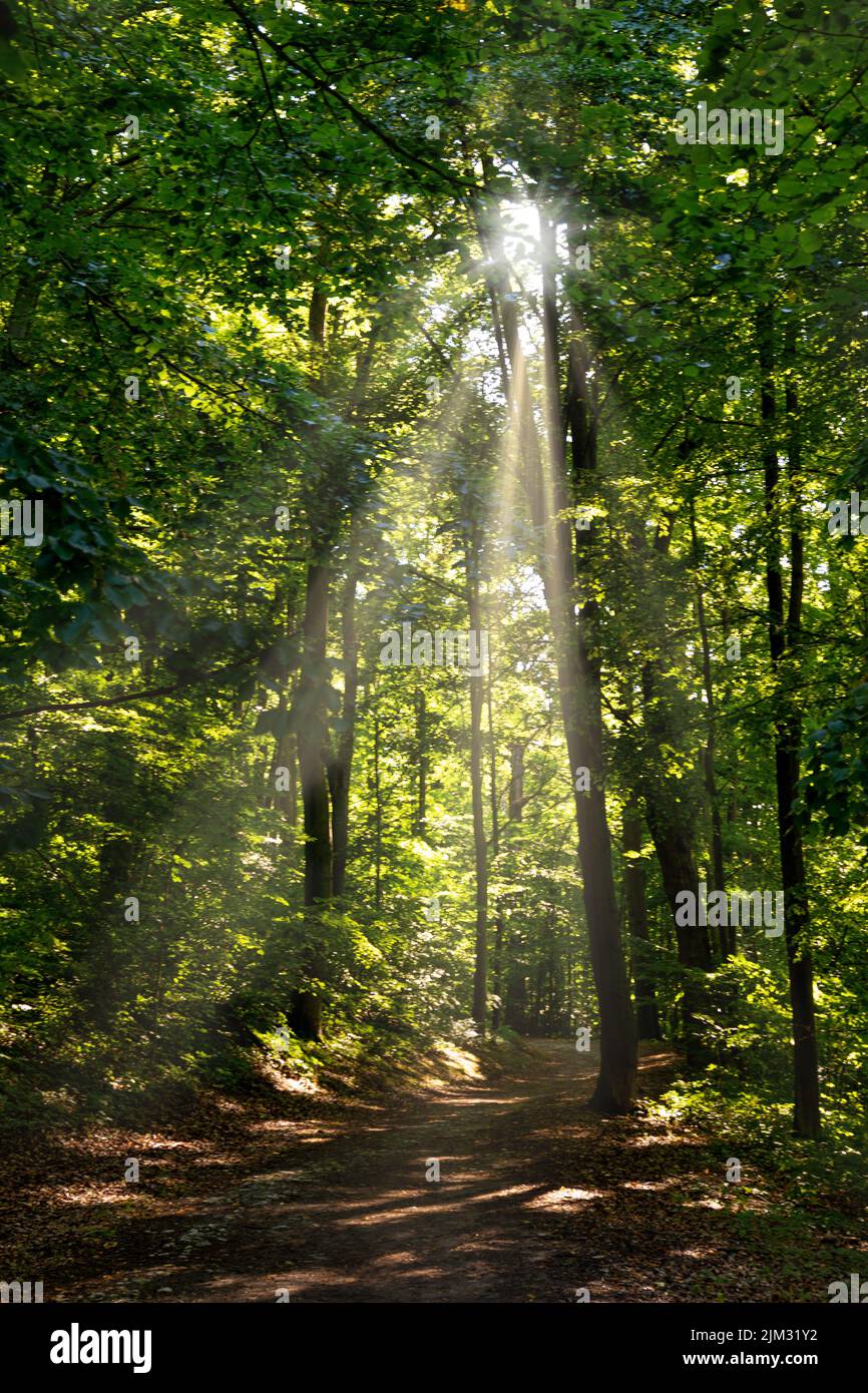 Summer wood road hi-res stock photography and images - Alamy