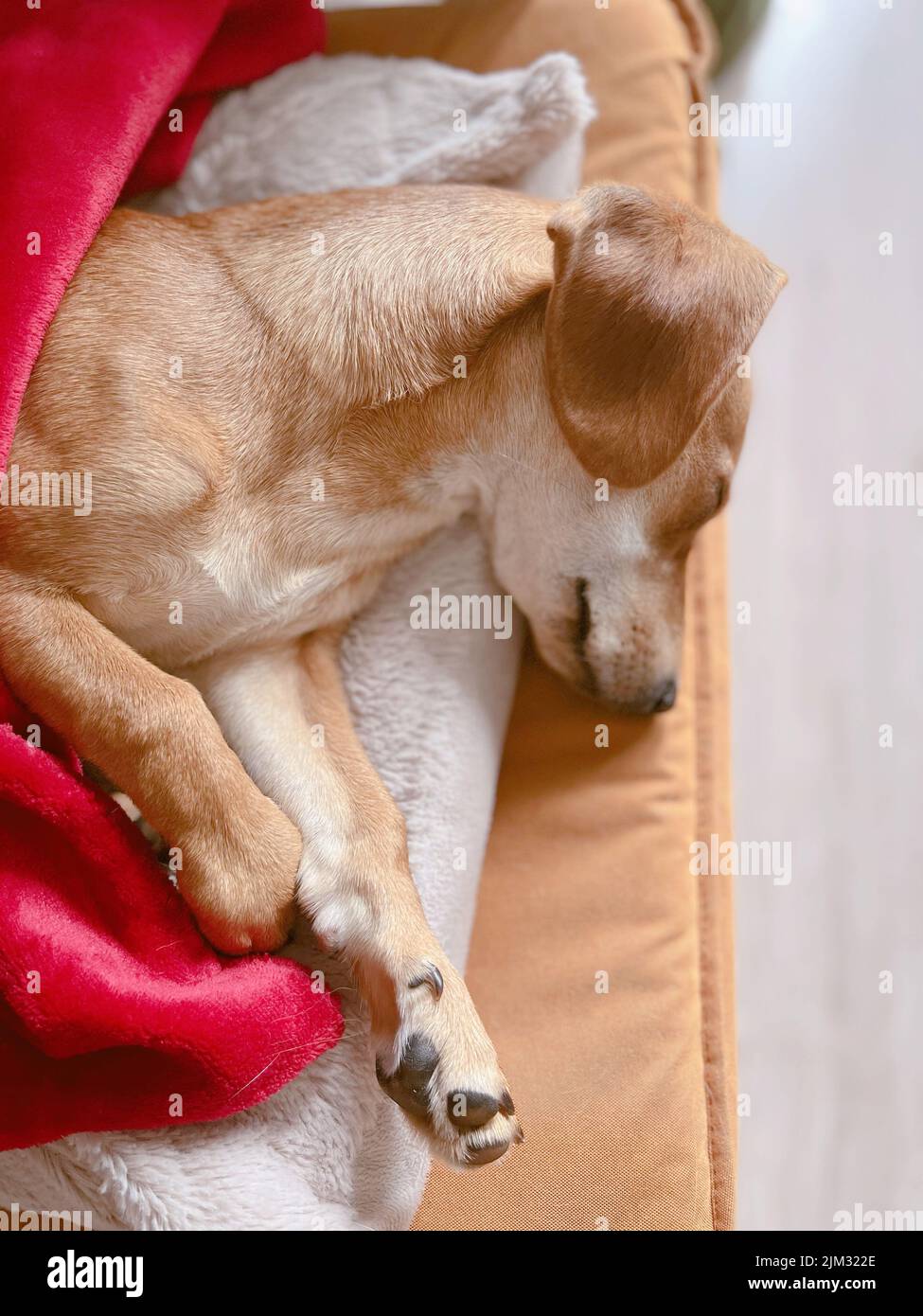 Cute sleepy ginger dog relaxing, sleeping and lying on the couch ...