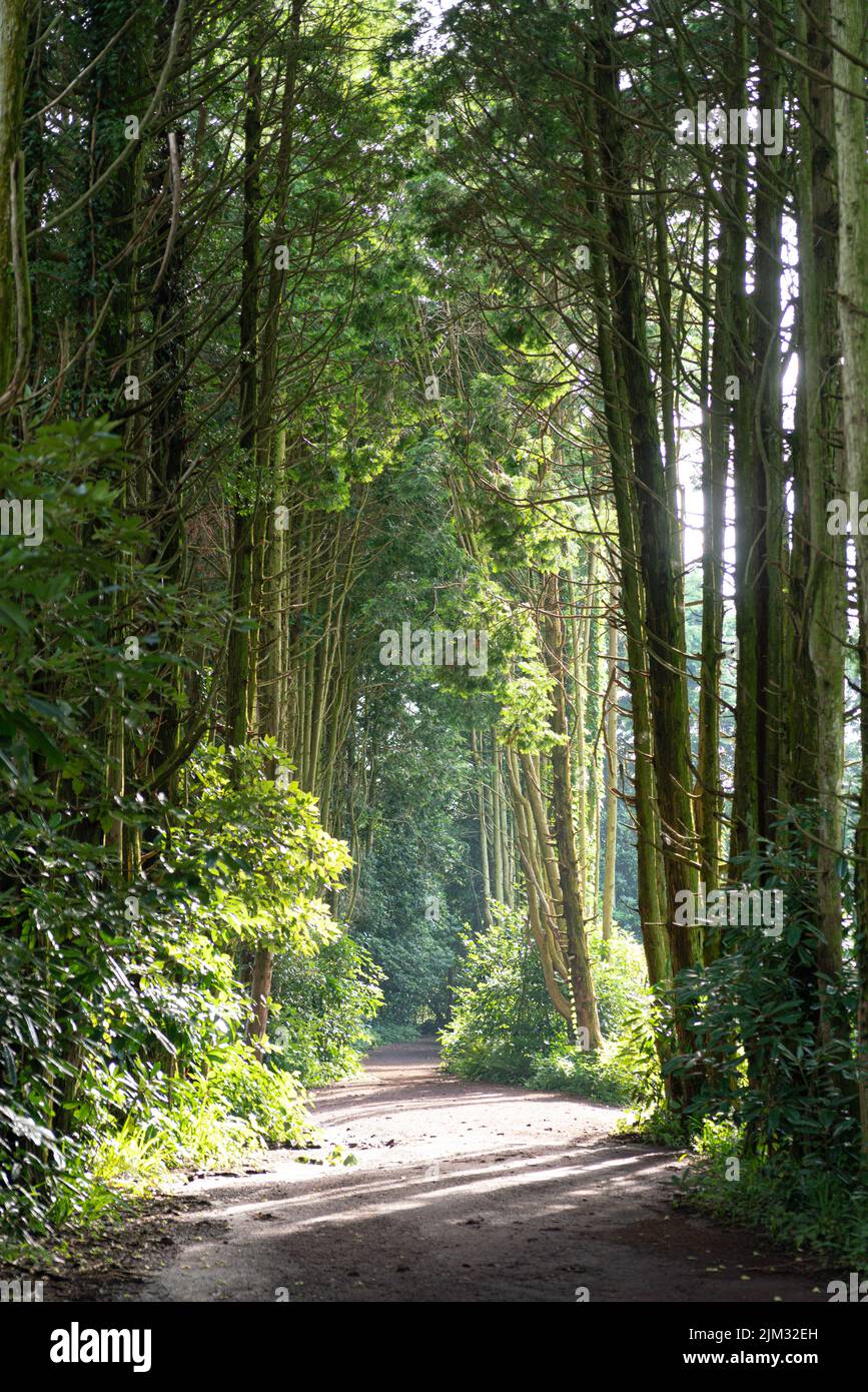 A beautiful and secluded forest path with trees Stock Photo - Alamy