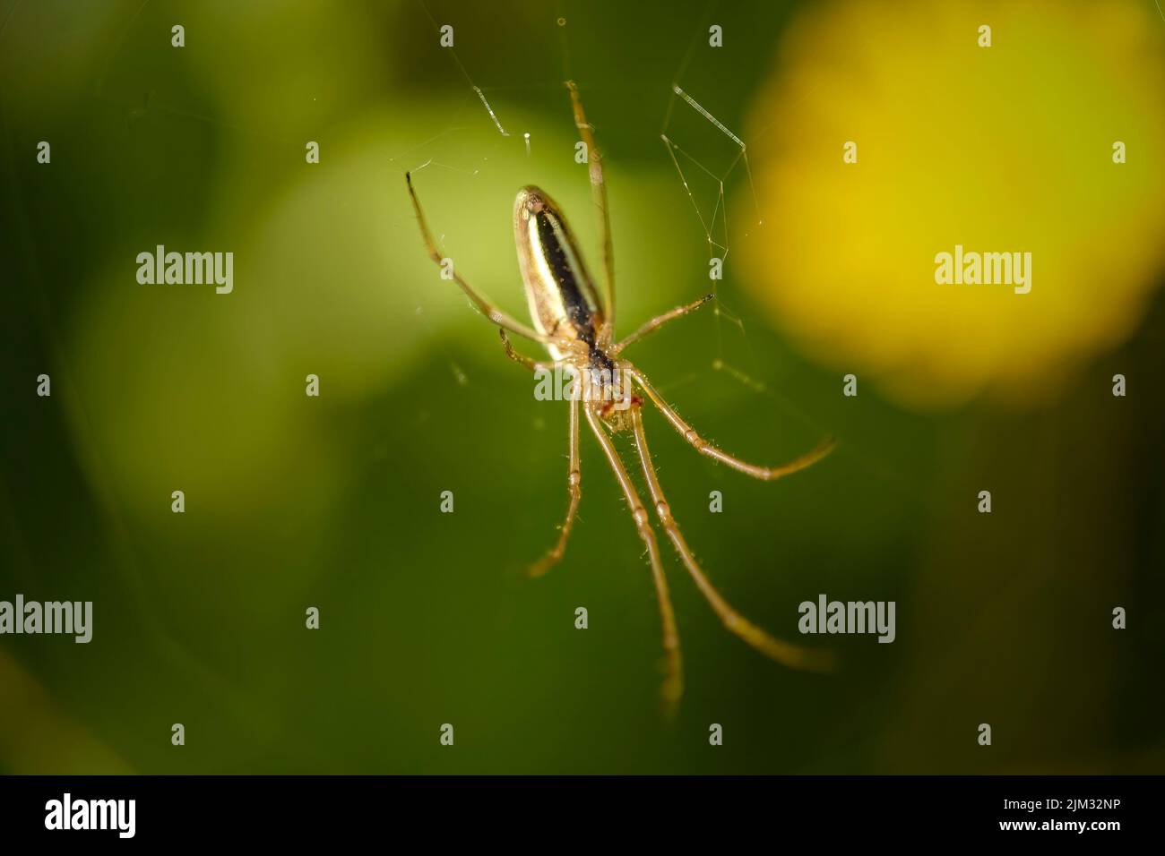 Spider from a northern portuguese meadow in his web Stock Photo - Alamy