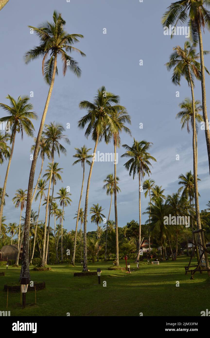 Many Tall Coconut trees in Thailand Stock Photo - Alamy