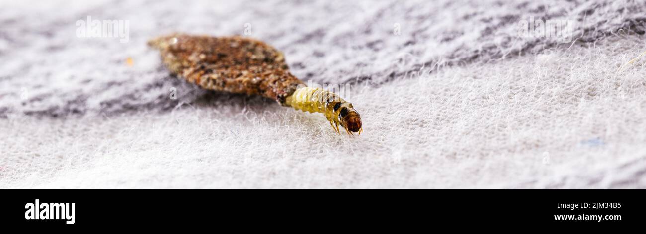 Moth larvae clothes hi-res stock photography and images - Alamy