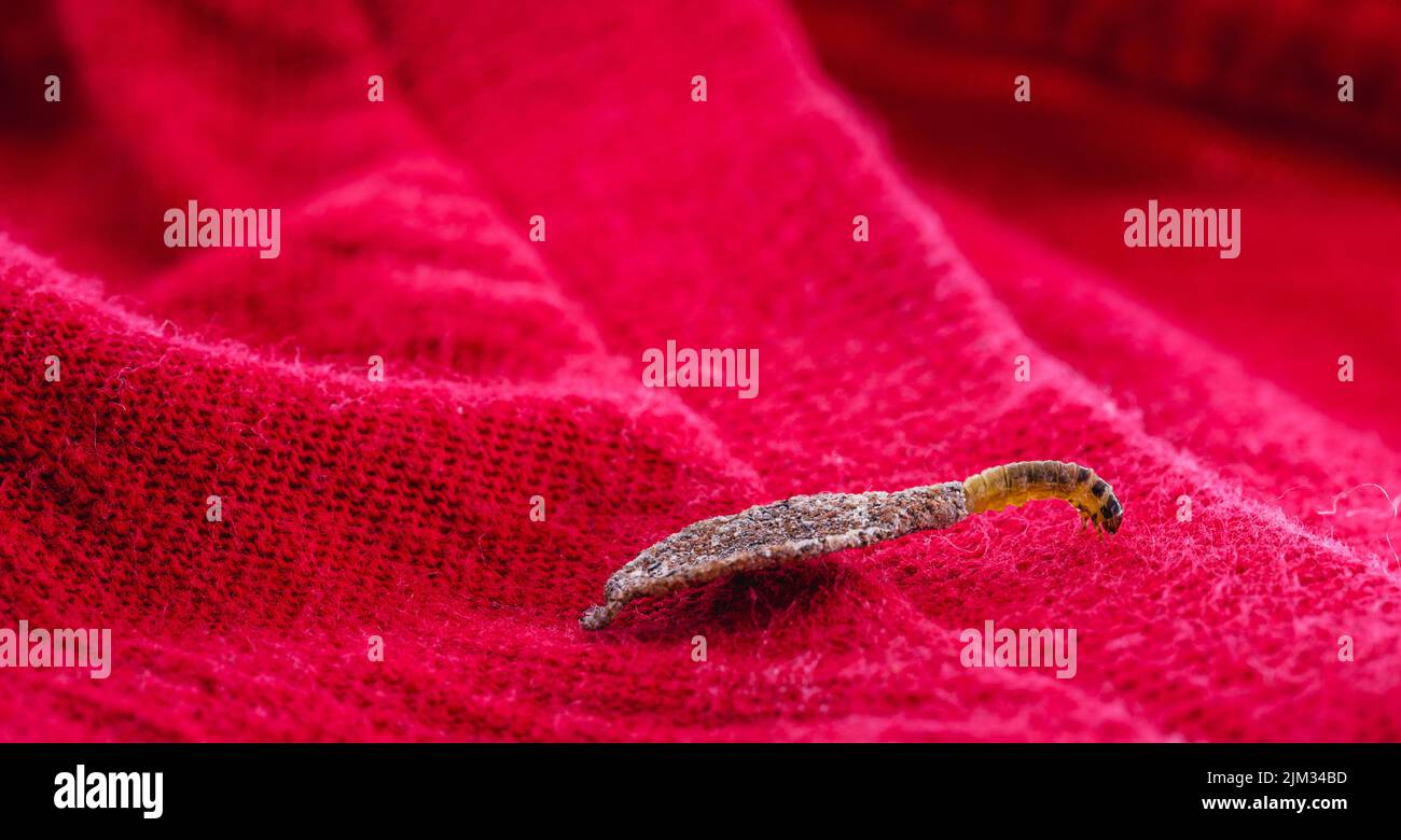 Wall moth larvae, or clothing moths, feed on fur, wool, dead skin ...