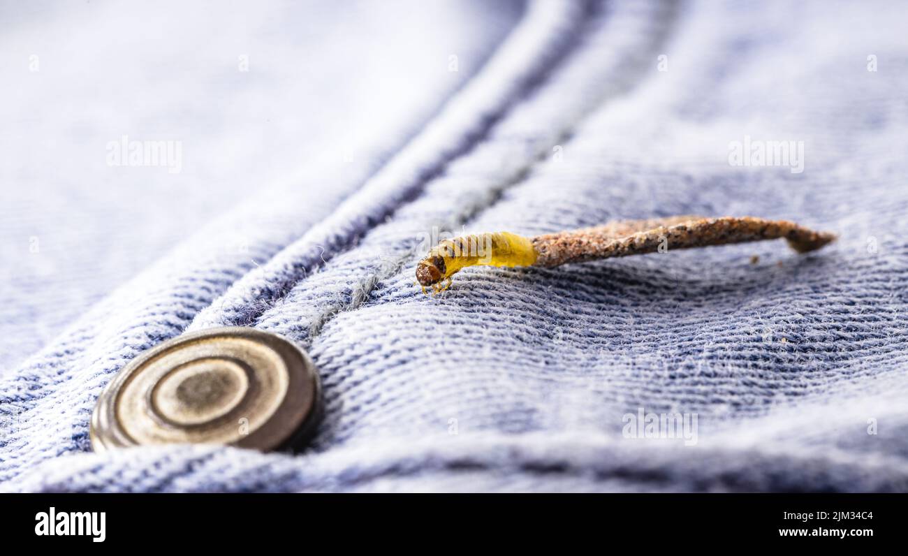 PDF] Spatial Distribution Of Nymphula Depunctalis Guenée, 53% OFF