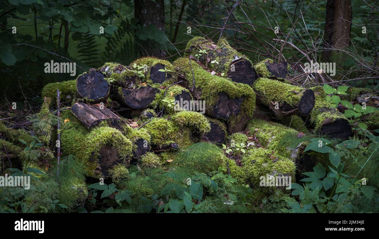 Stacked moss covered tree trunks in the forest. Planned forestry ...