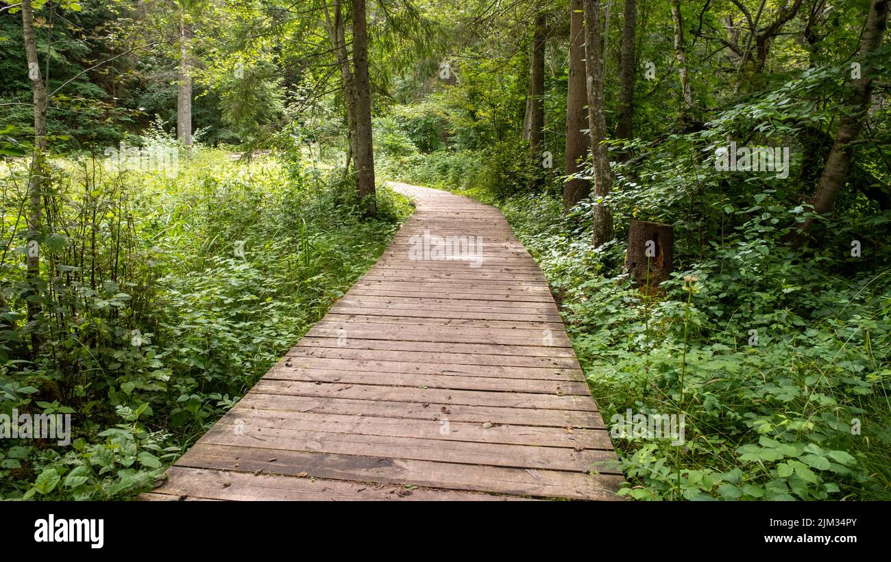 Direct road for tourists made of boards in the forest. plank forest ...