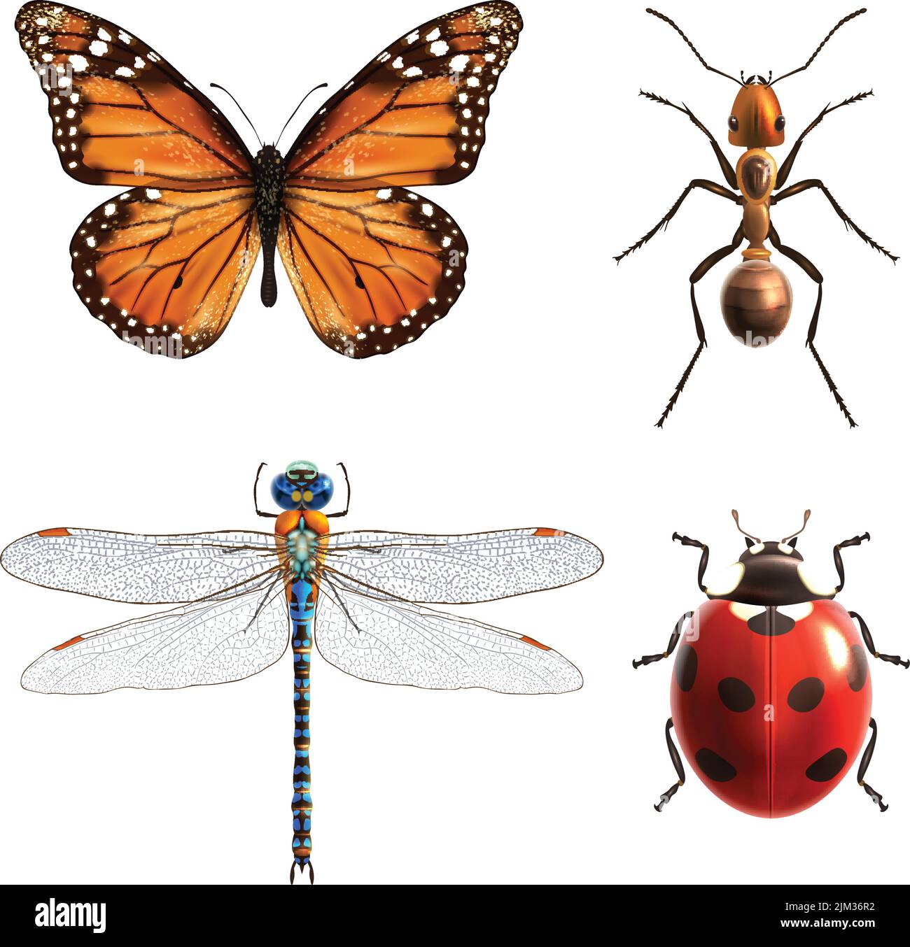 Insects realistic colored decorative icons set with ladybug dragonfly ...