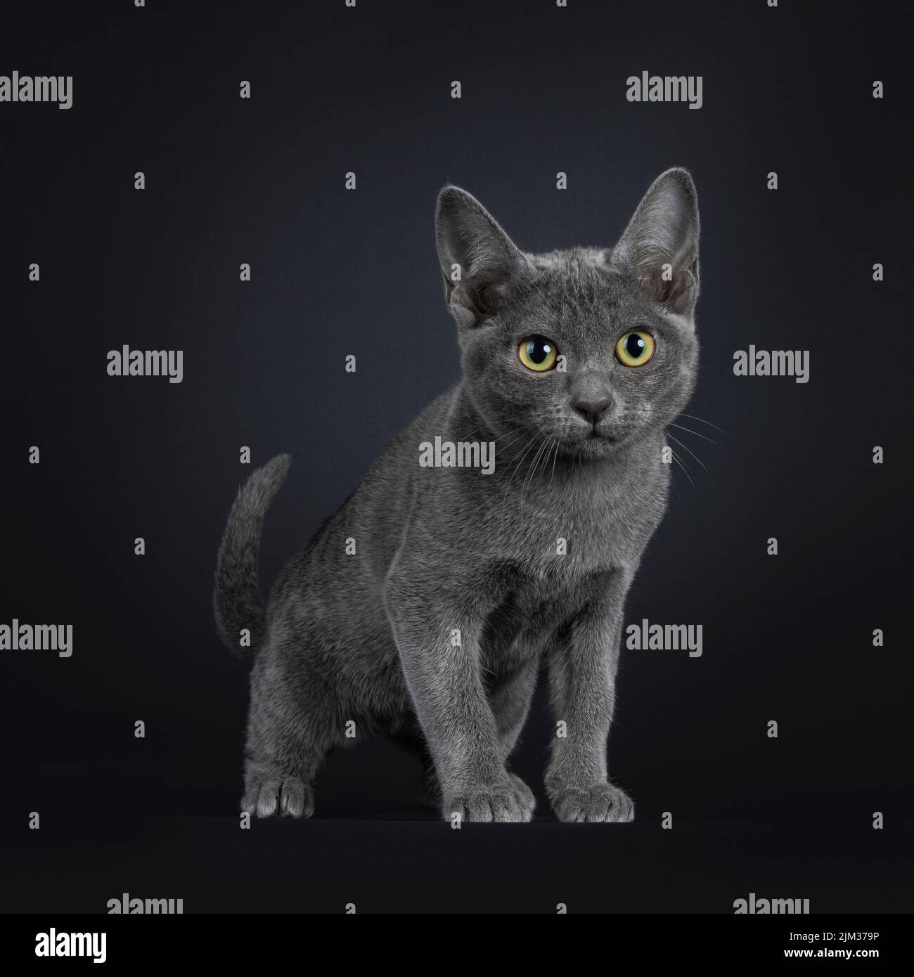Portrait of lovely Korat cat kitten, standing facing front. Looking ...