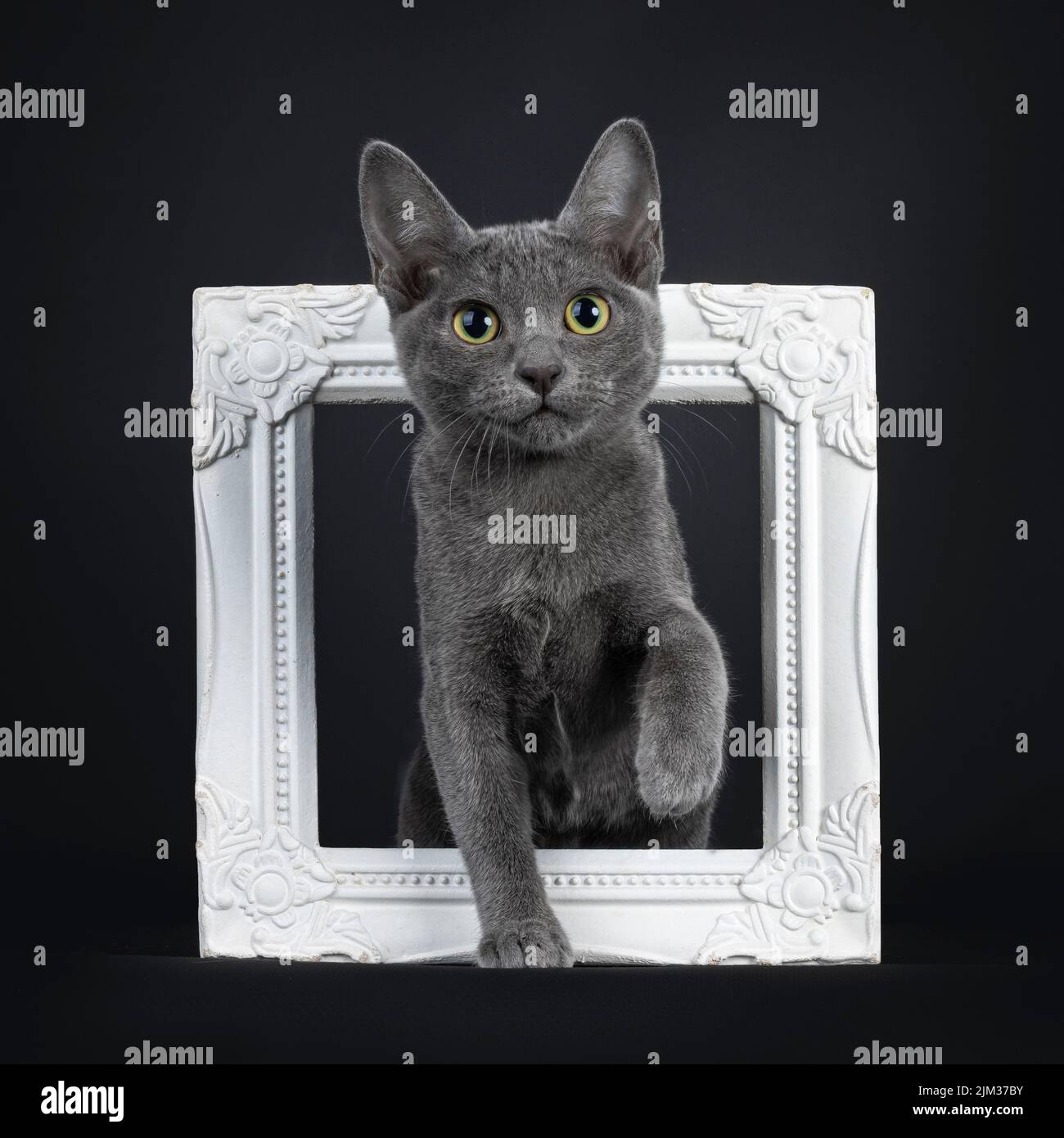 Portrait of lovely Korat cat kitten, sitting up facing front through ...