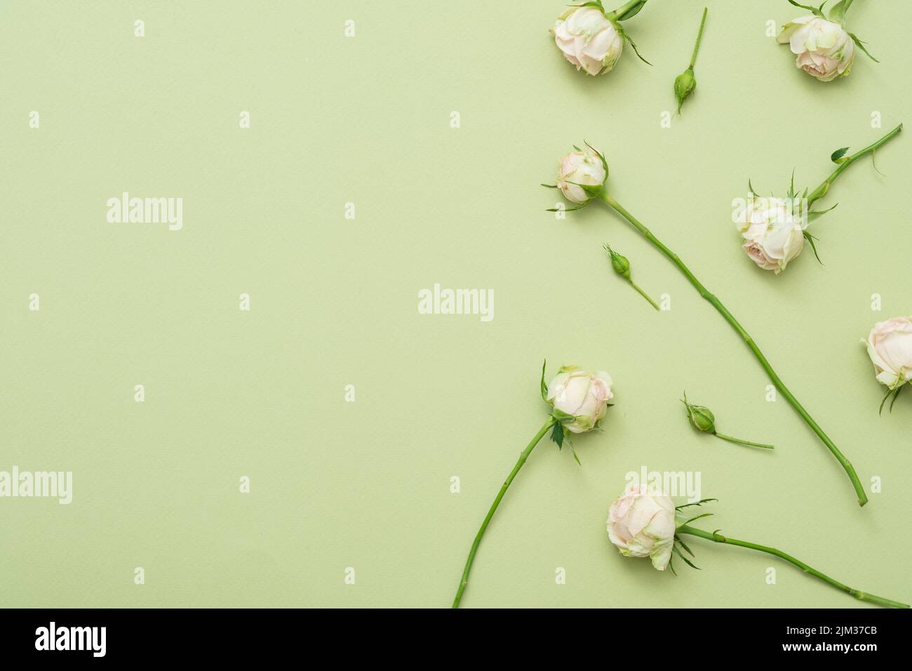 white rose stems scattered flower green background Stock Photo - Alamy
