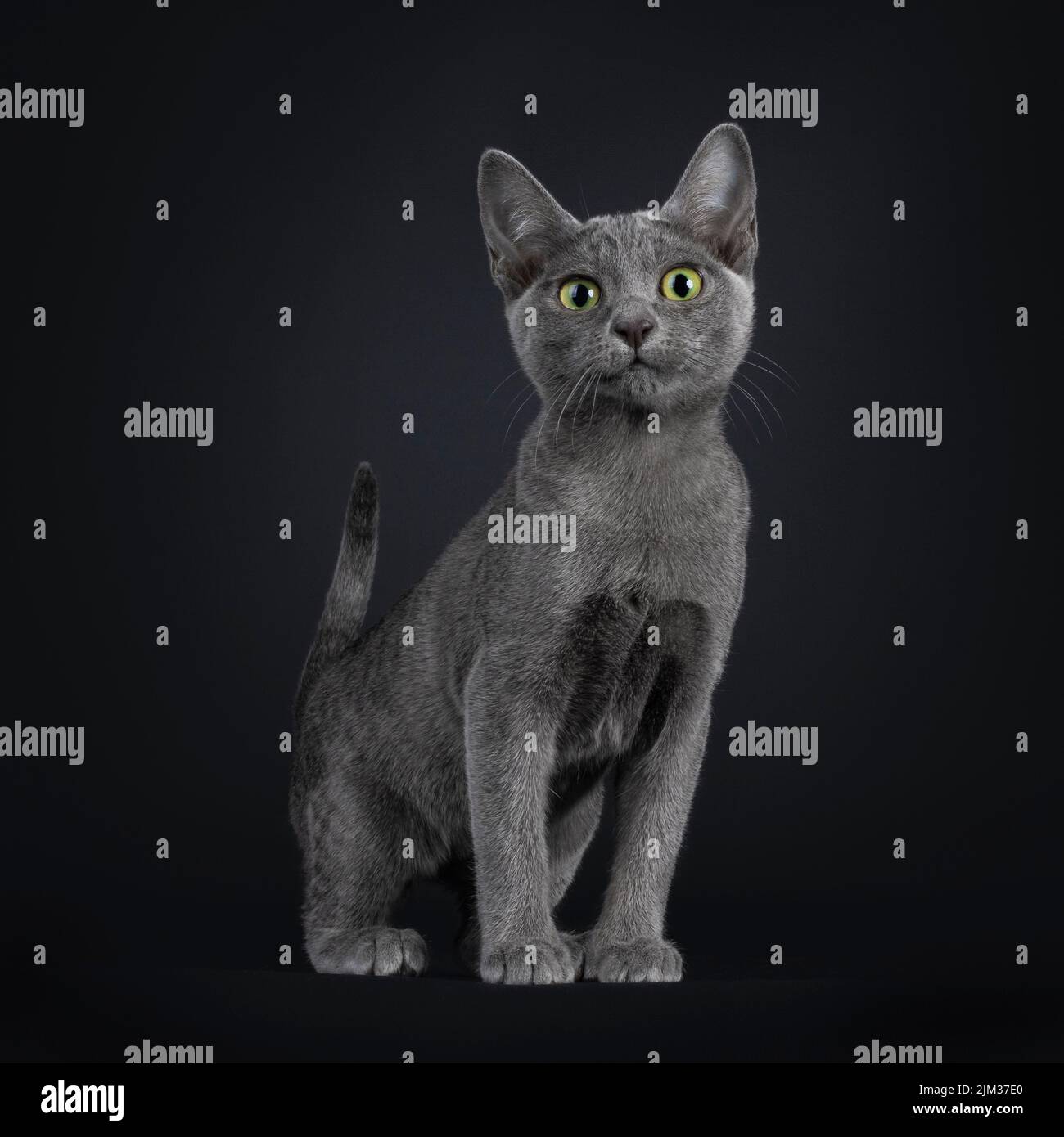 Portrait of lovely Korat cat kitten, standing up facing front. Looking ...