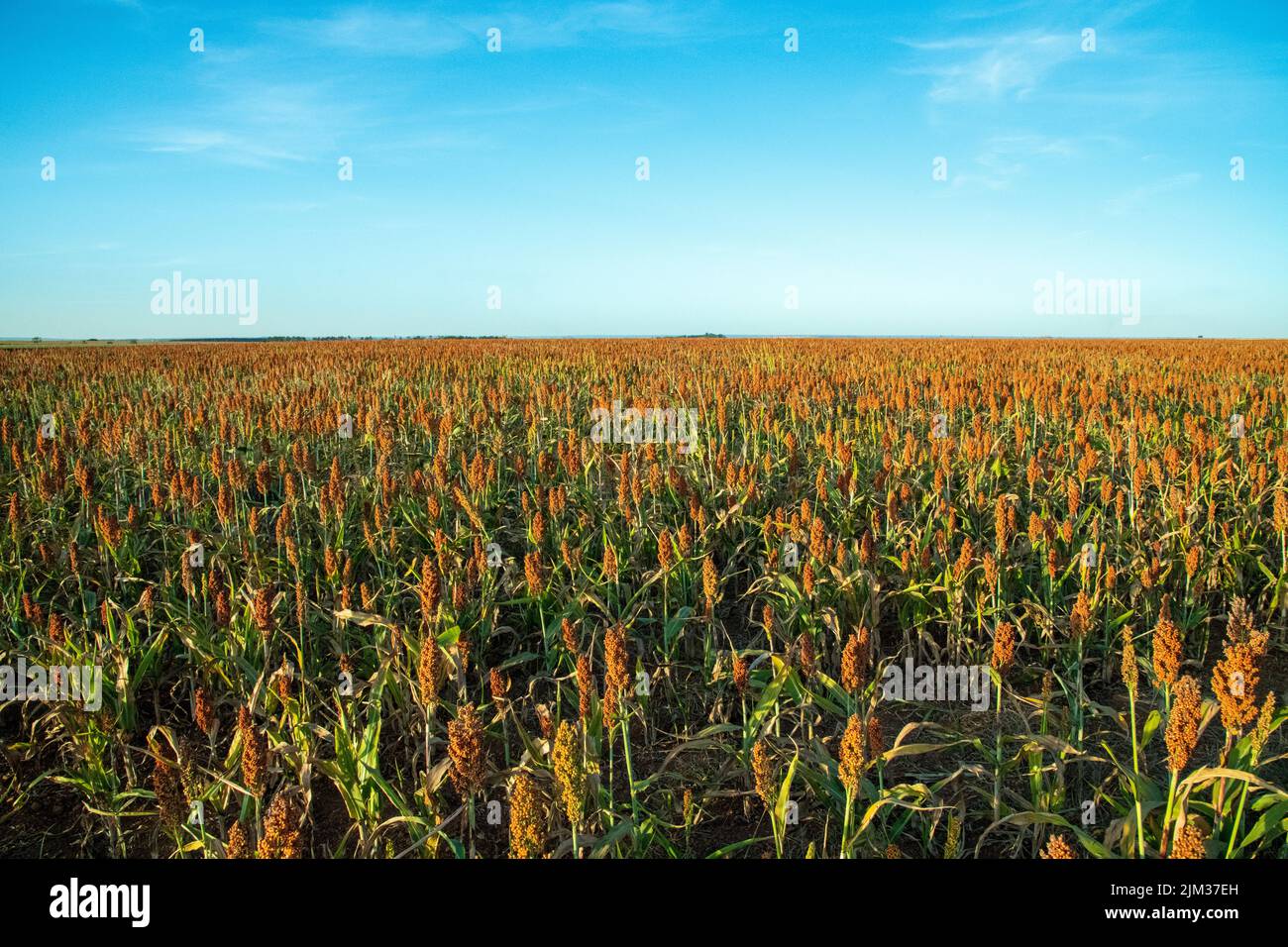 Cultivation of grain hi-res stock photography and images - Alamy