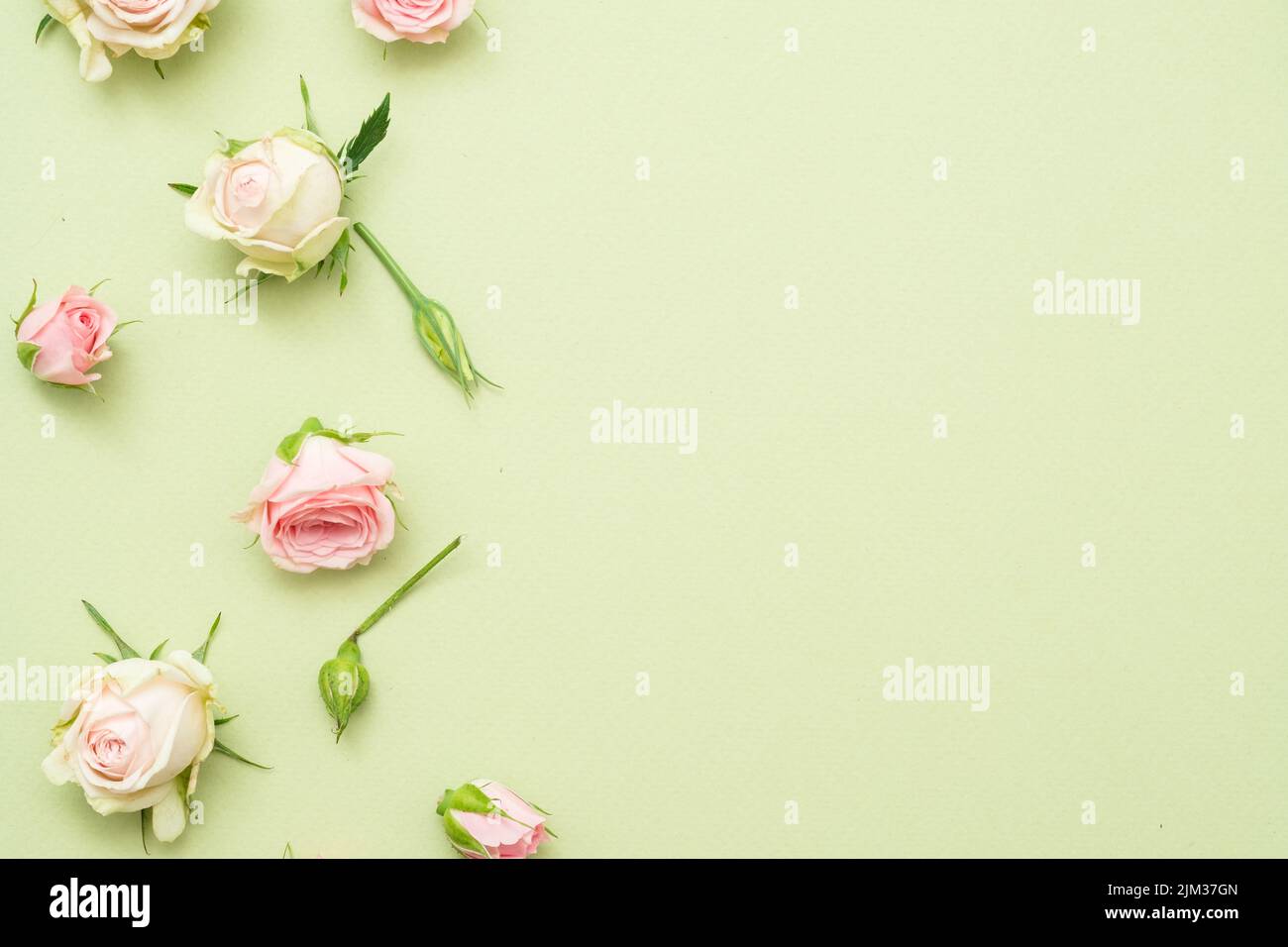 white roses layout background flowers light green Stock Photo - Alamy