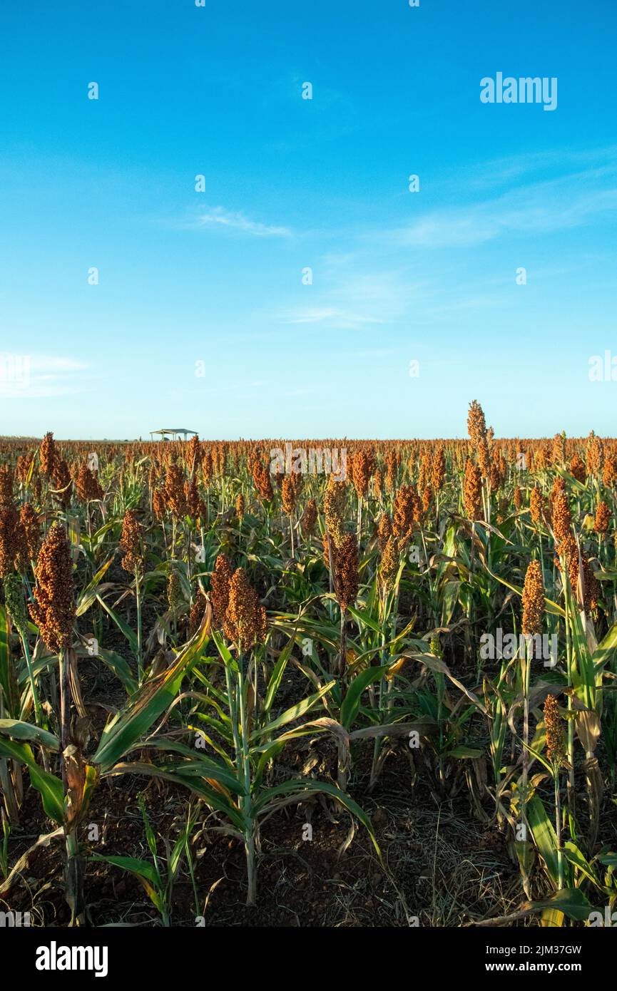 Cultivation of grain hi-res stock photography and images - Alamy