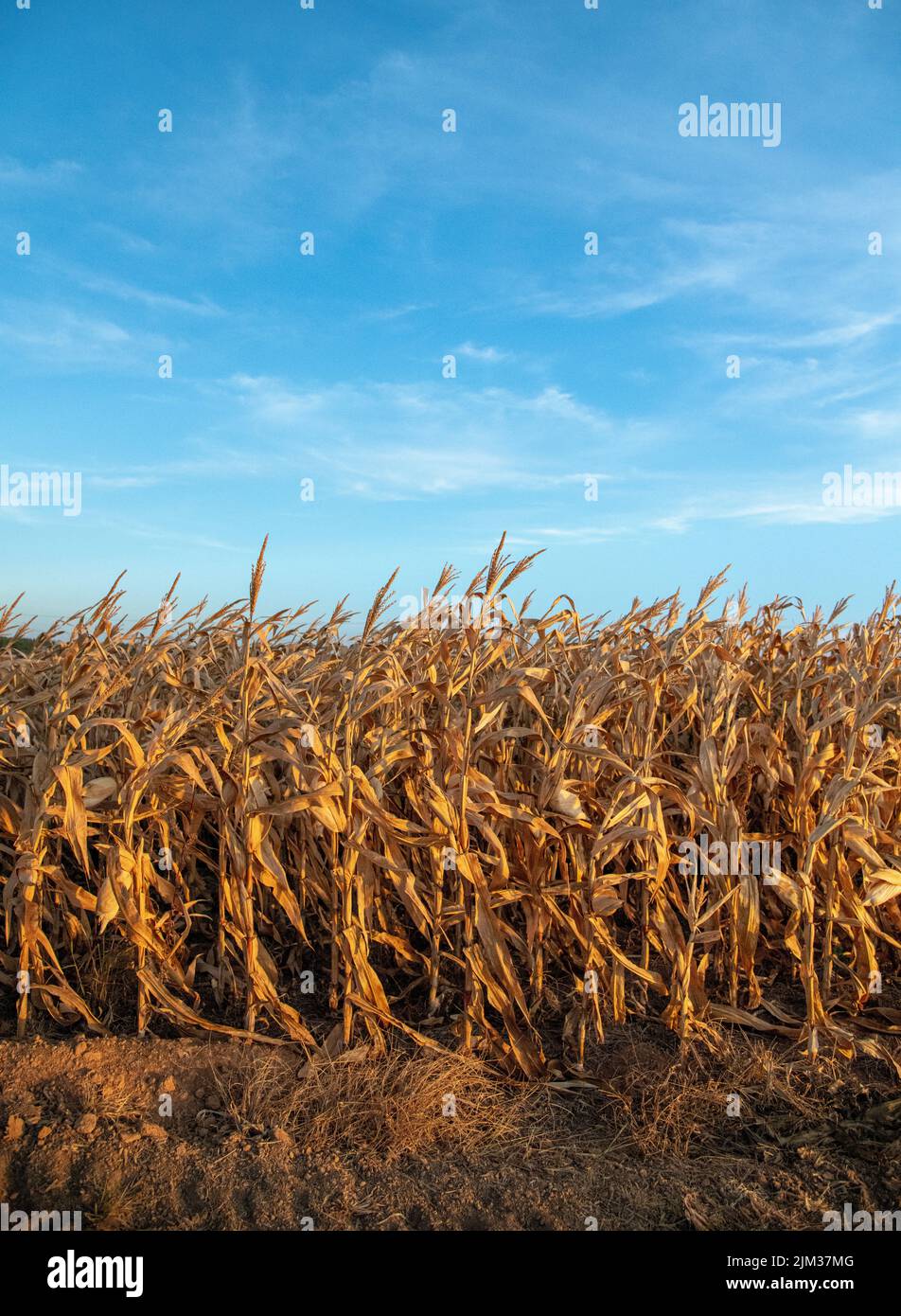 Dead corn field Stock Photo - Alamy