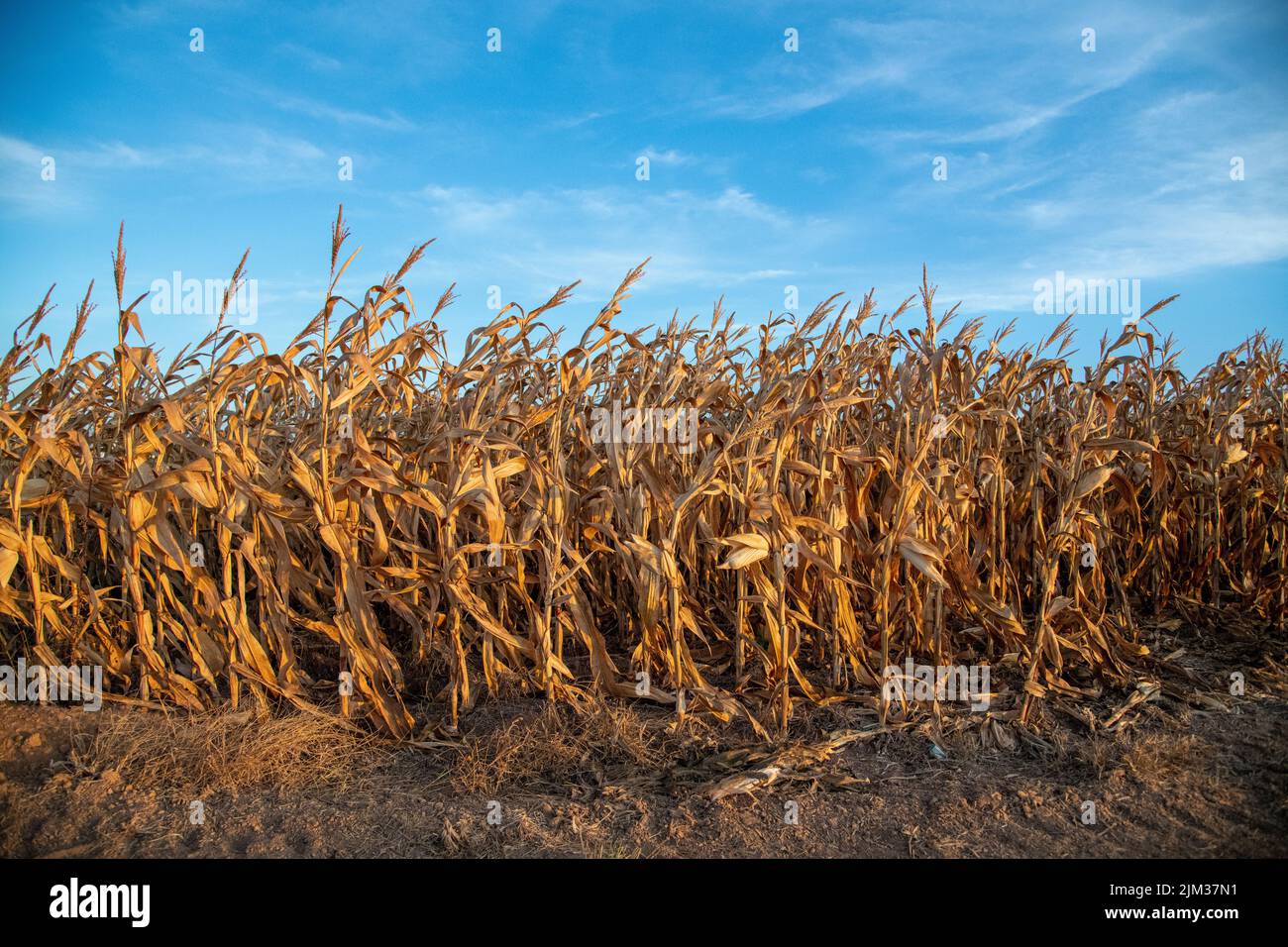 Dead corn field Stock Photo - Alamy