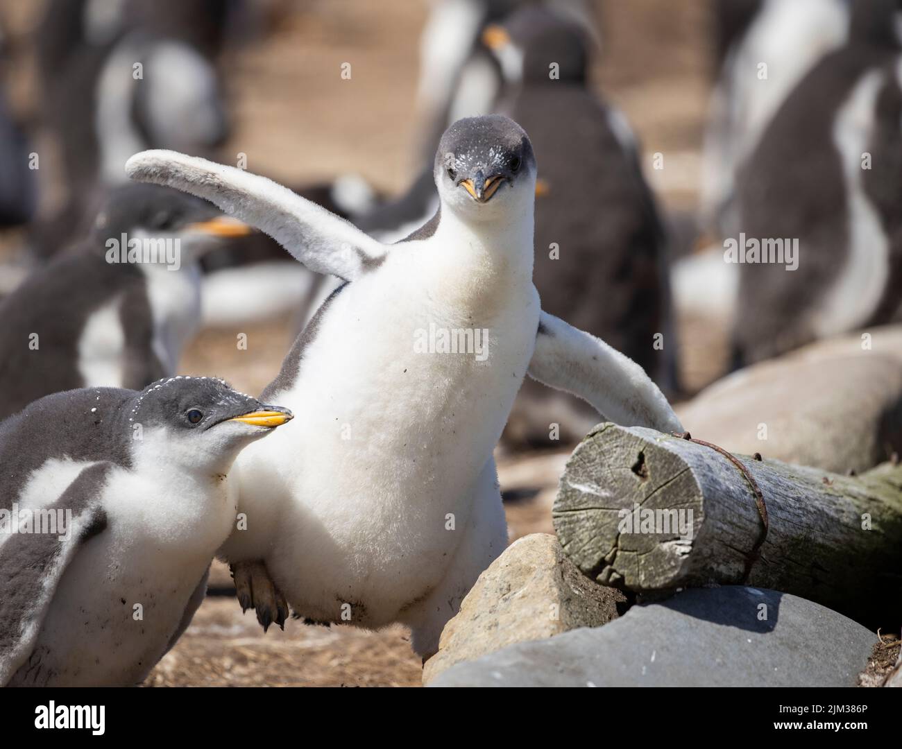 Gentoo penguin (Pygoscelis papua) a penguin species in the genus ...