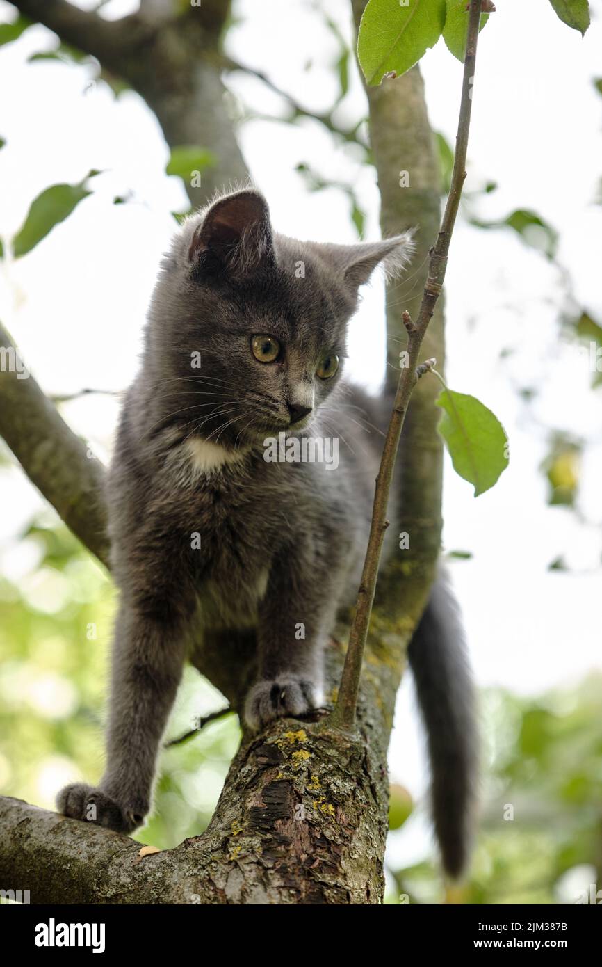 A Beautiful young Cat sitting on a tree. Cute pet on a natural green ...