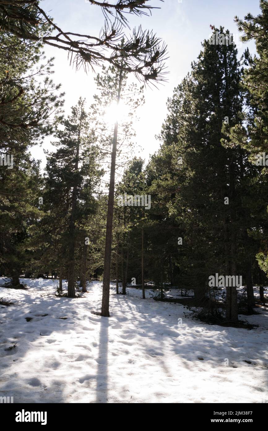 Sun light beaming through trees hi-res stock photography and images - Alamy