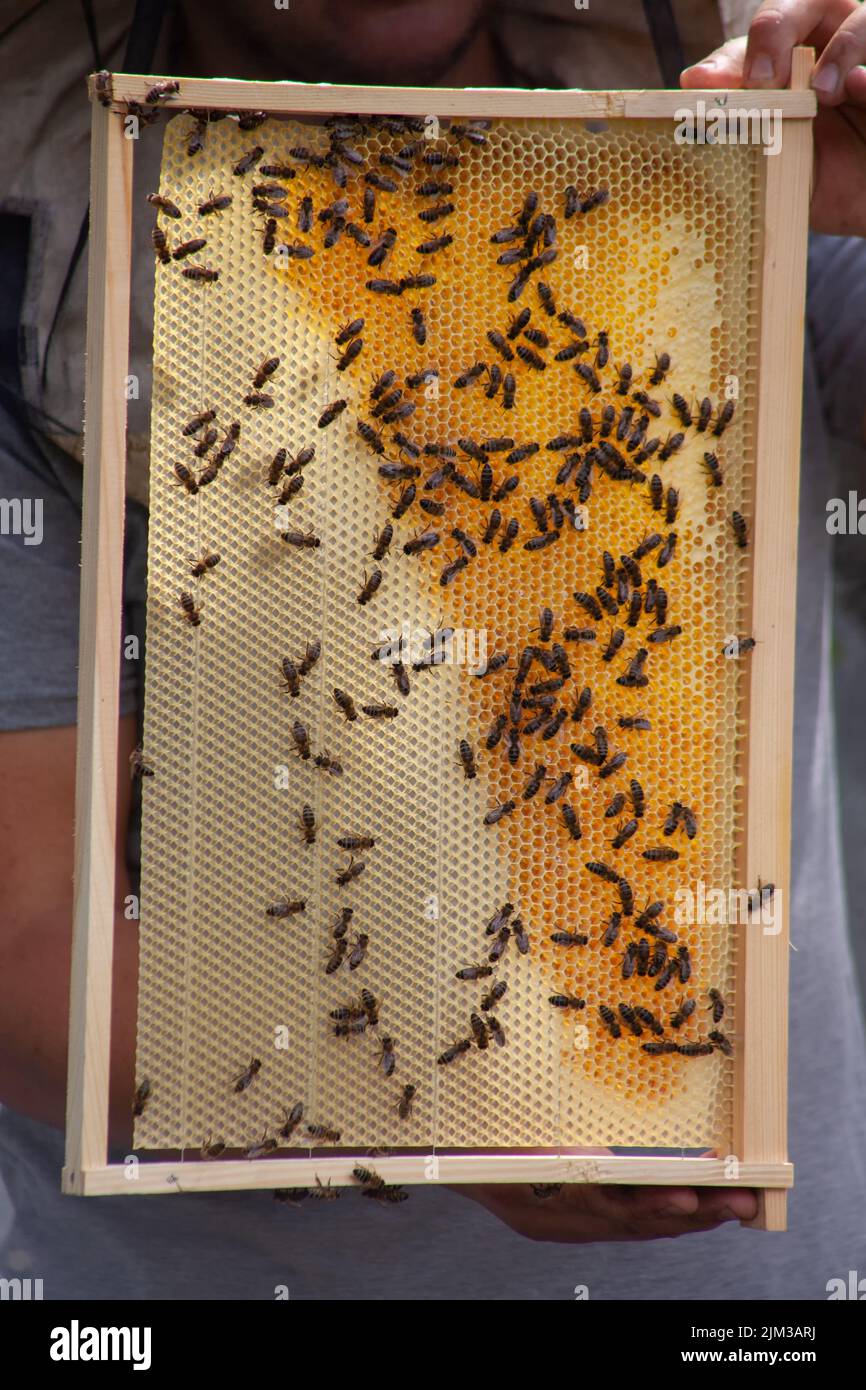 Bees build combs on new wax in a frame. The beekeeper looks at the work ...
