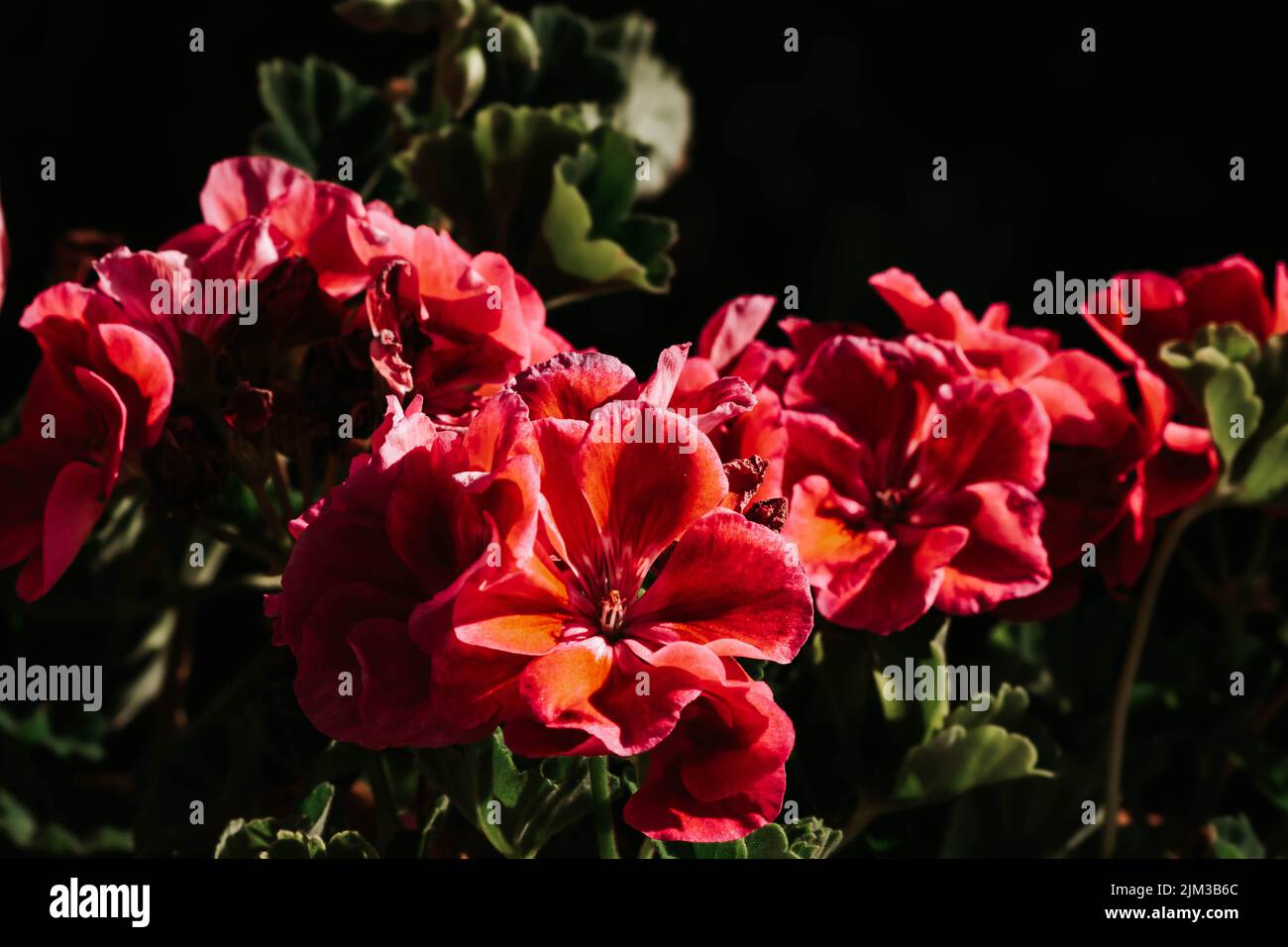Flowering plants Muscat in a dark red color Stock Photo - Alamy