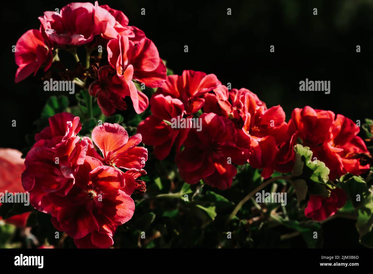 Flowering plants Muscat in a dark red color Stock Photo - Alamy