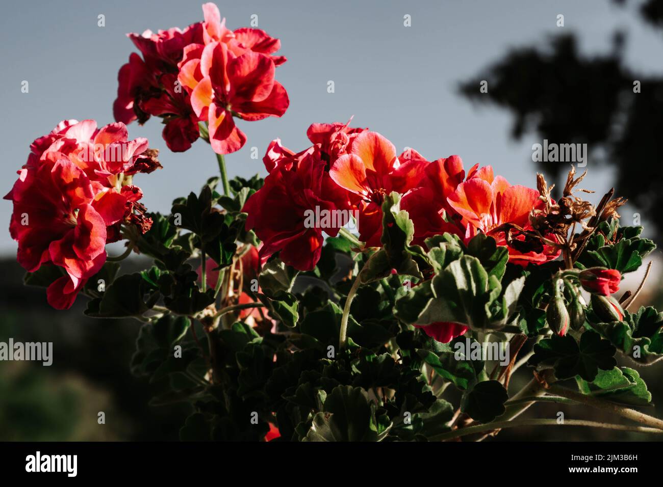 Flowering plants Muscat in a dark red color Stock Photo - Alamy