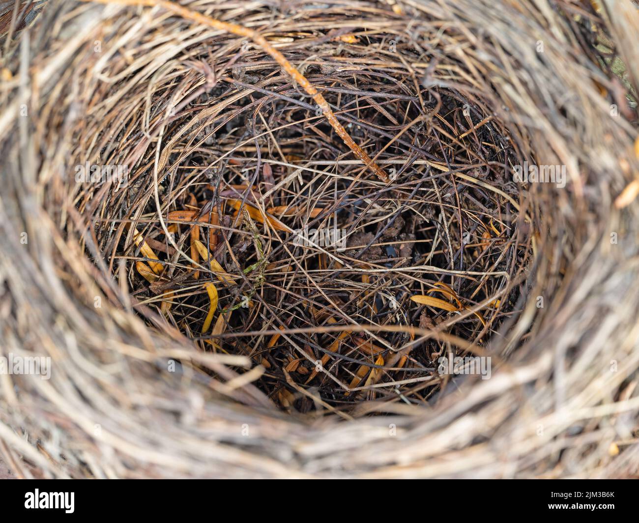 Bird's nest in a closeup Stock Photo - Alamy